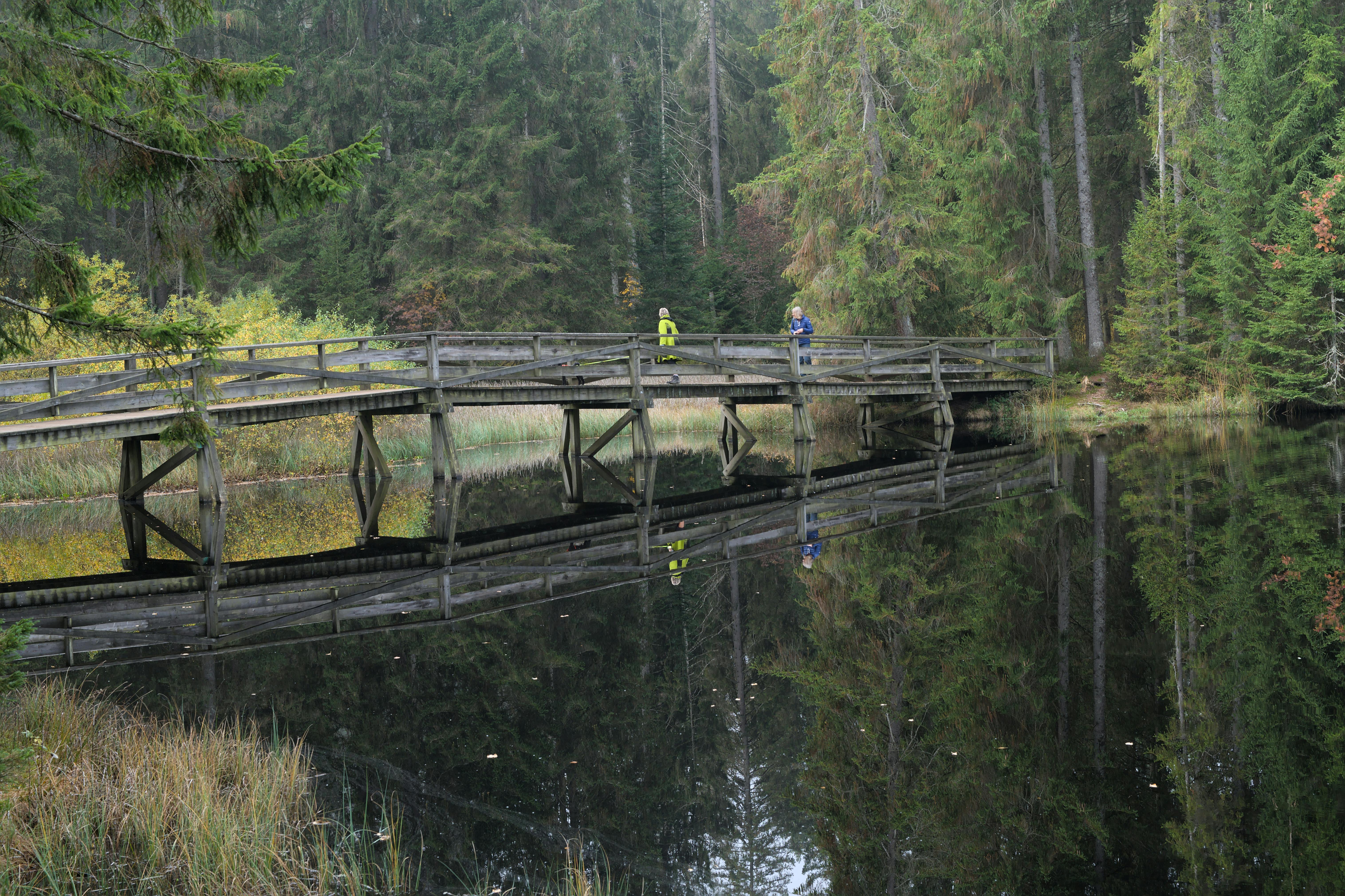 Brown Wooden Bridge Facing Tree · Free Stock Photo