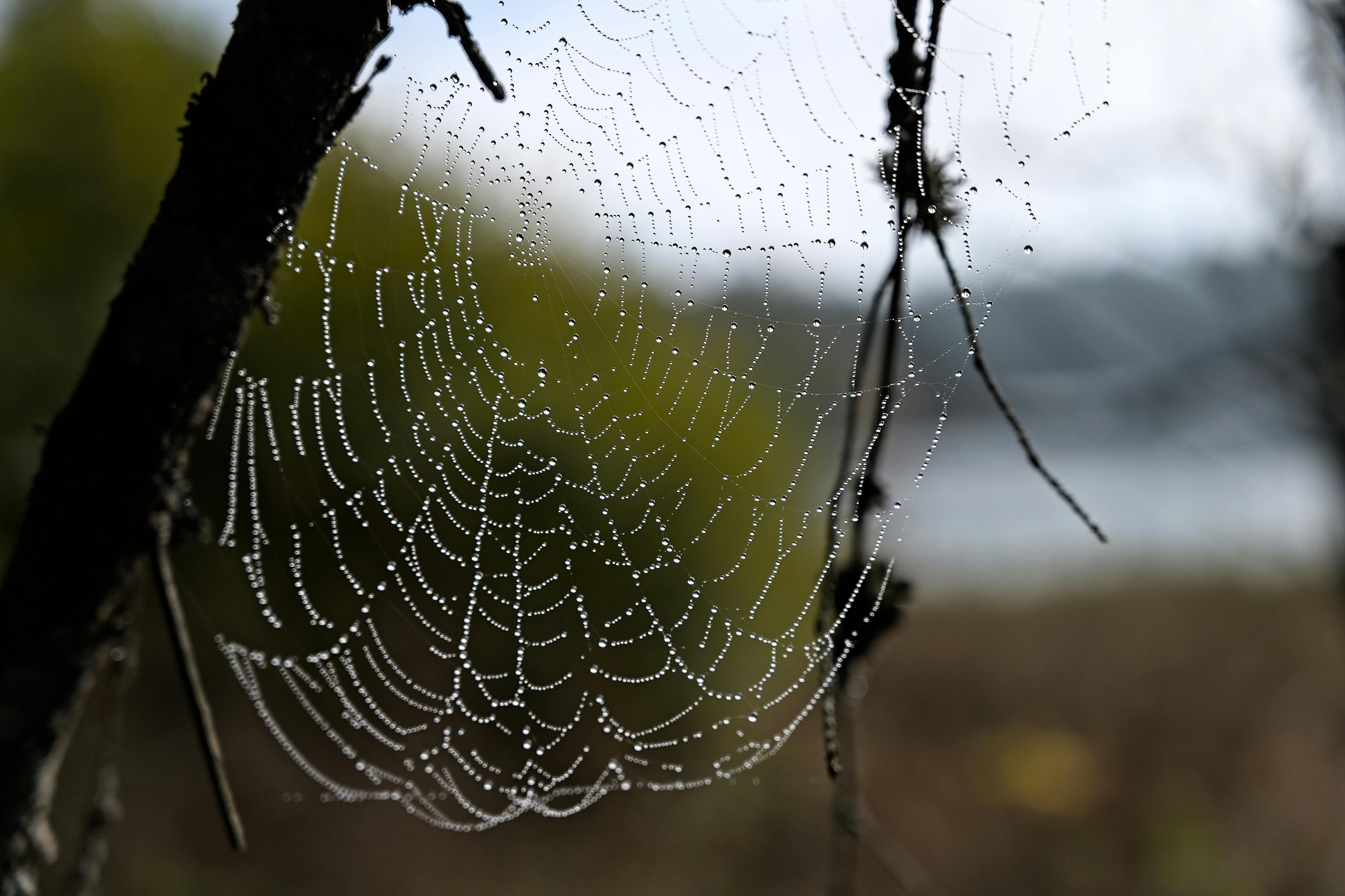 Jewels Of Nature Photos, Download The BEST Free Jewels Of Nature Stock ...