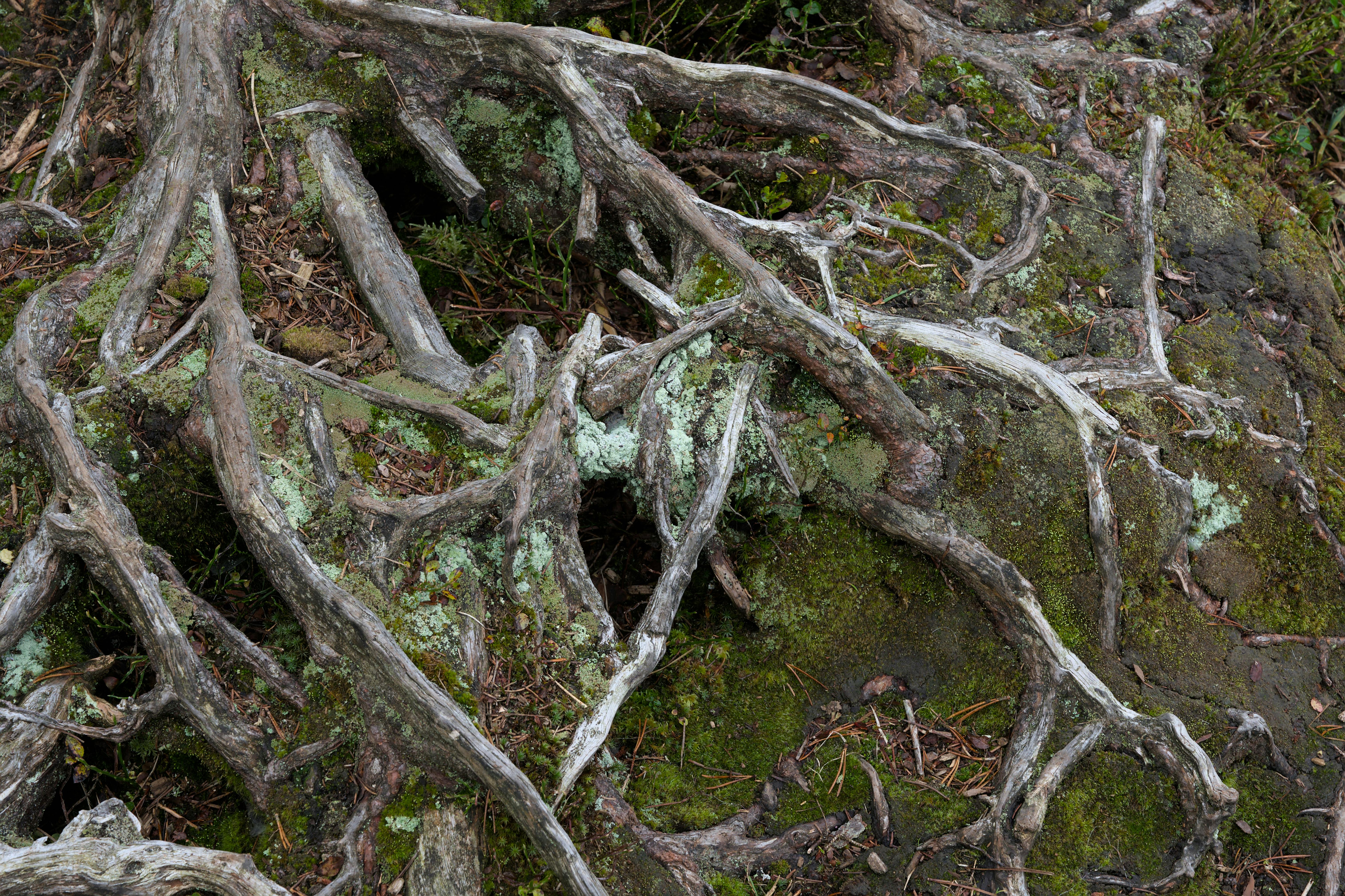 Tree Roots Covered with Mossy Mud · Free Stock Photo