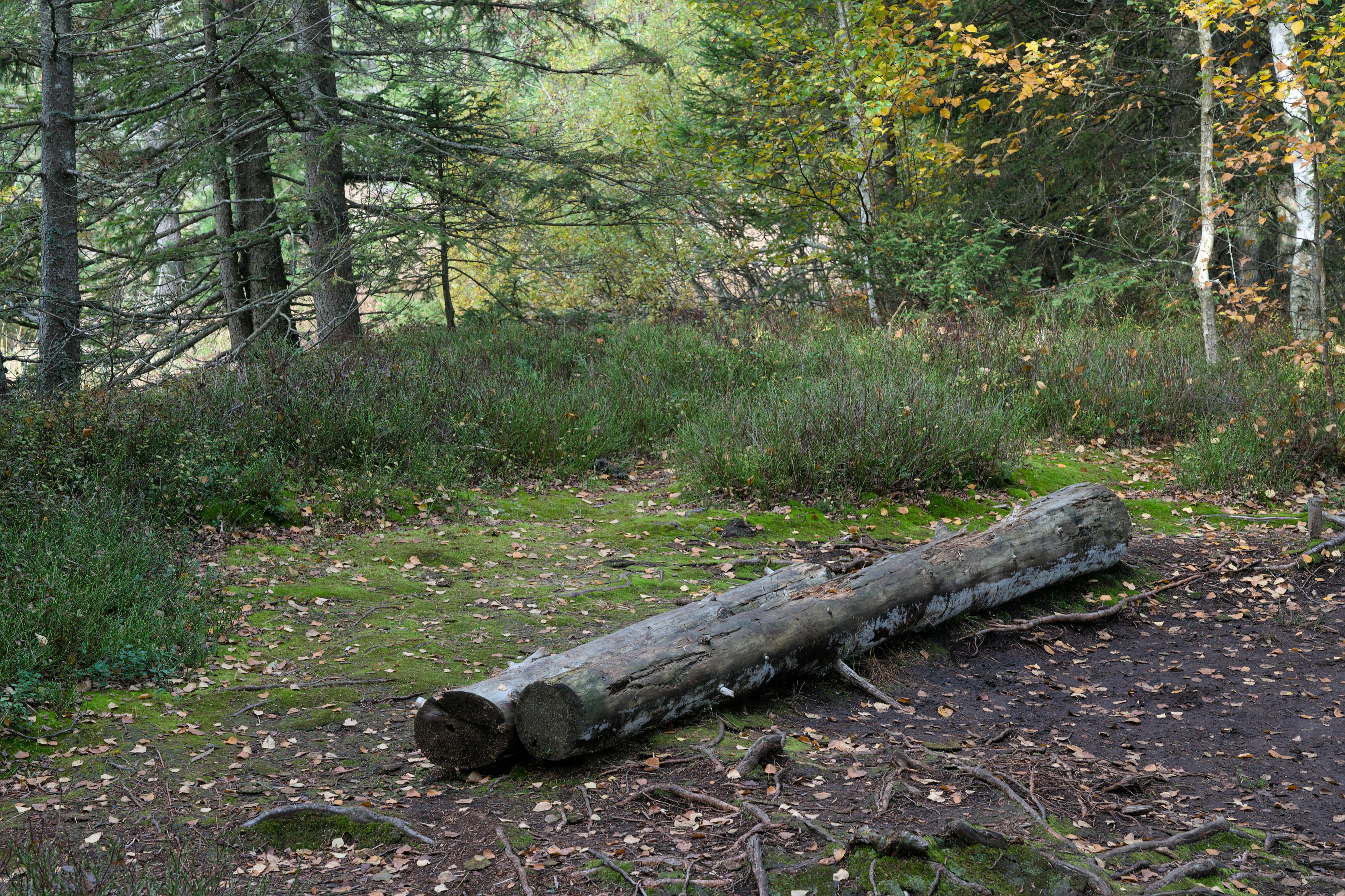 Fallen Trunk in a Forest Clearing · Free Stock Photo