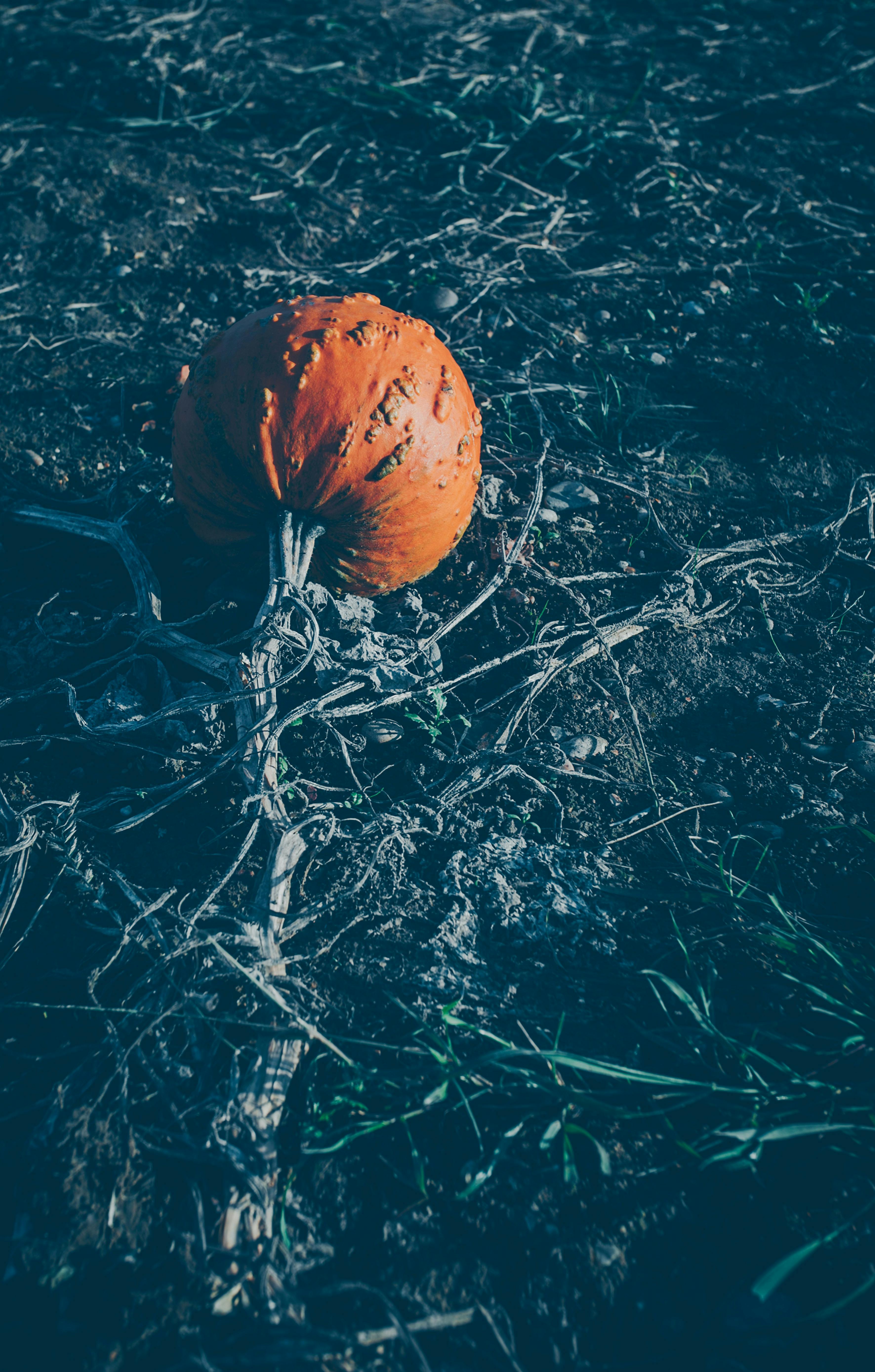 Scary Images Amp Pictures Photos, Download The BEST Free Scary Images ...