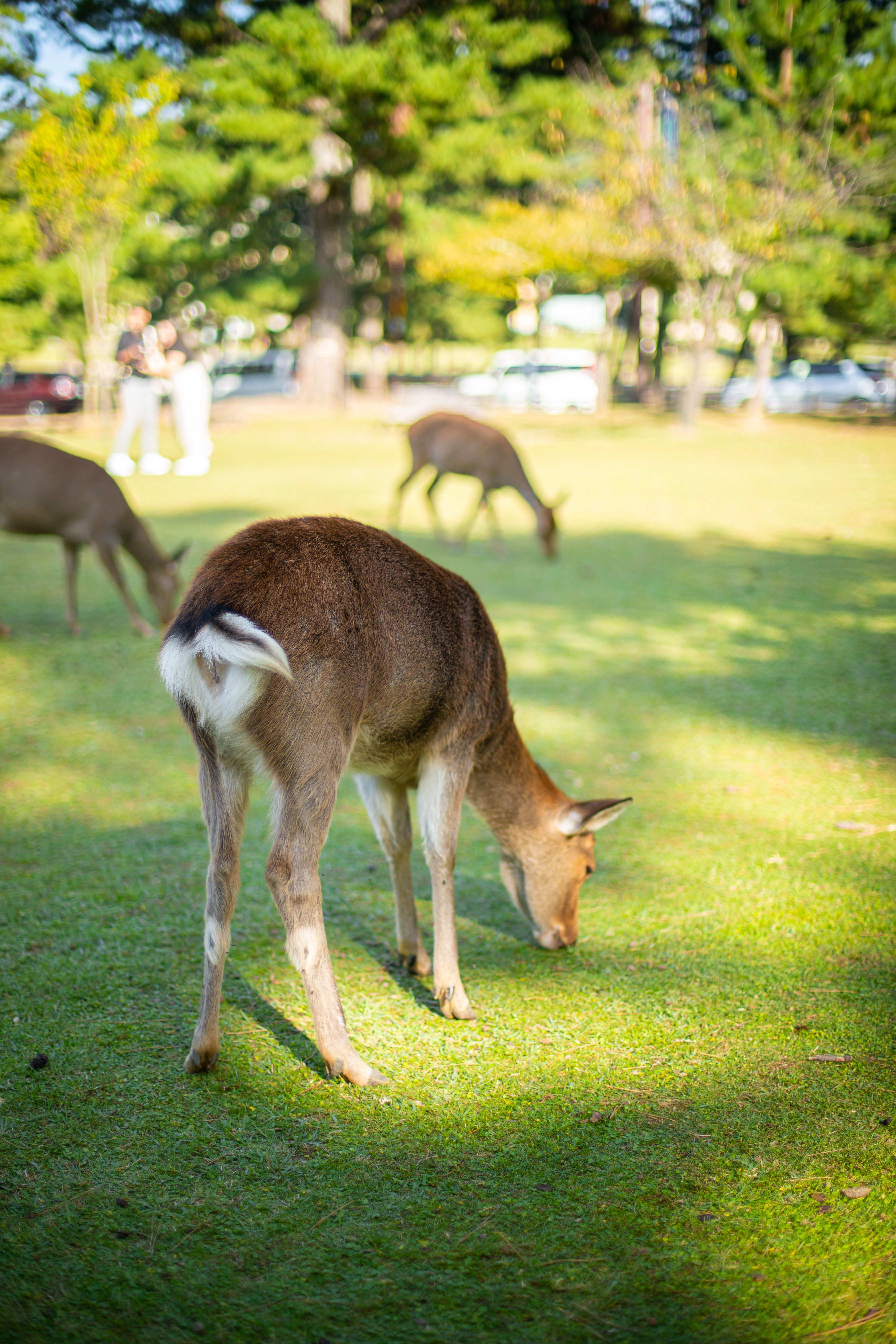 Deer on Grass in Park · Free Stock Photo