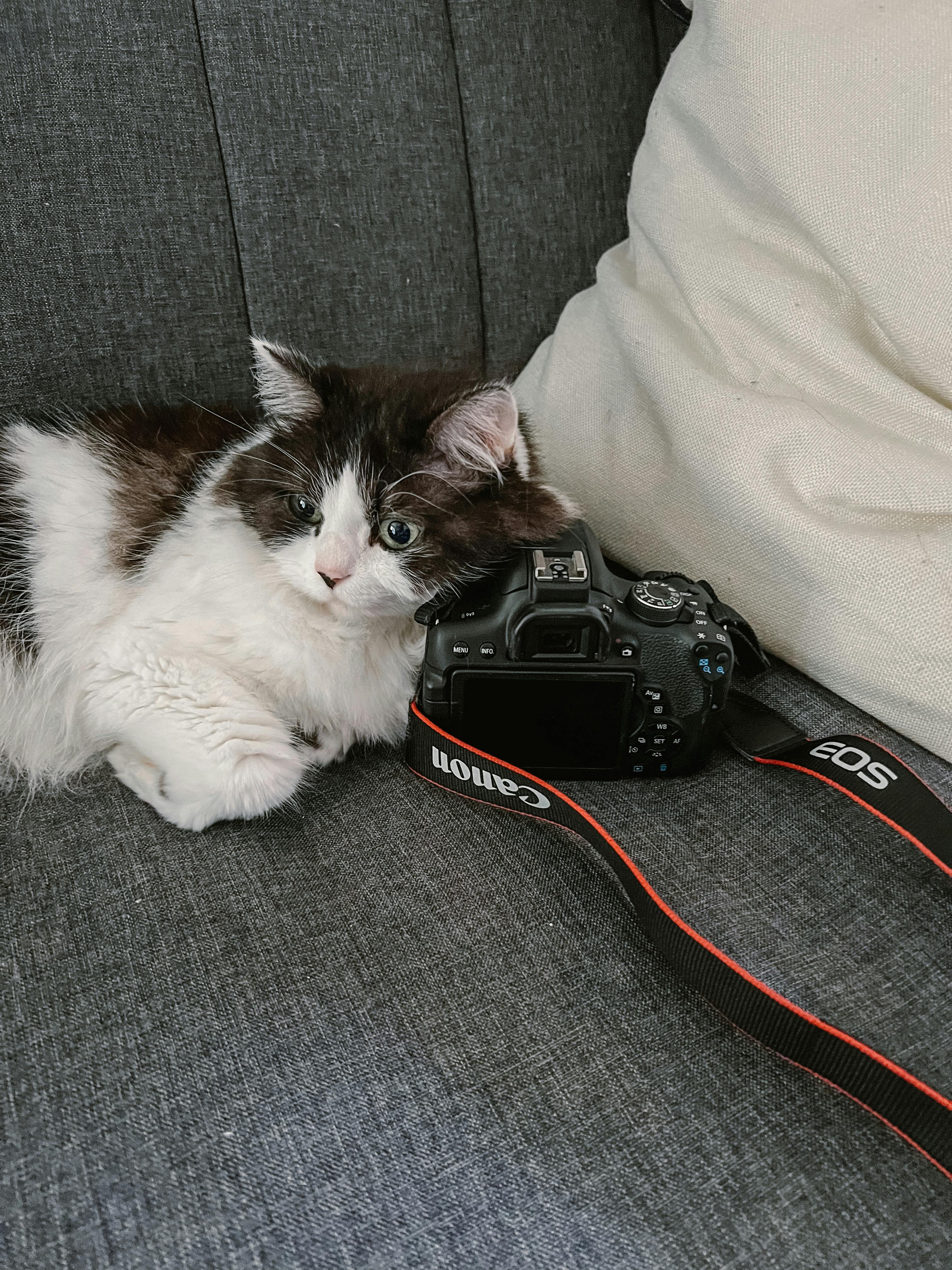 Cat with Camera on Sofa · Free Stock Photo