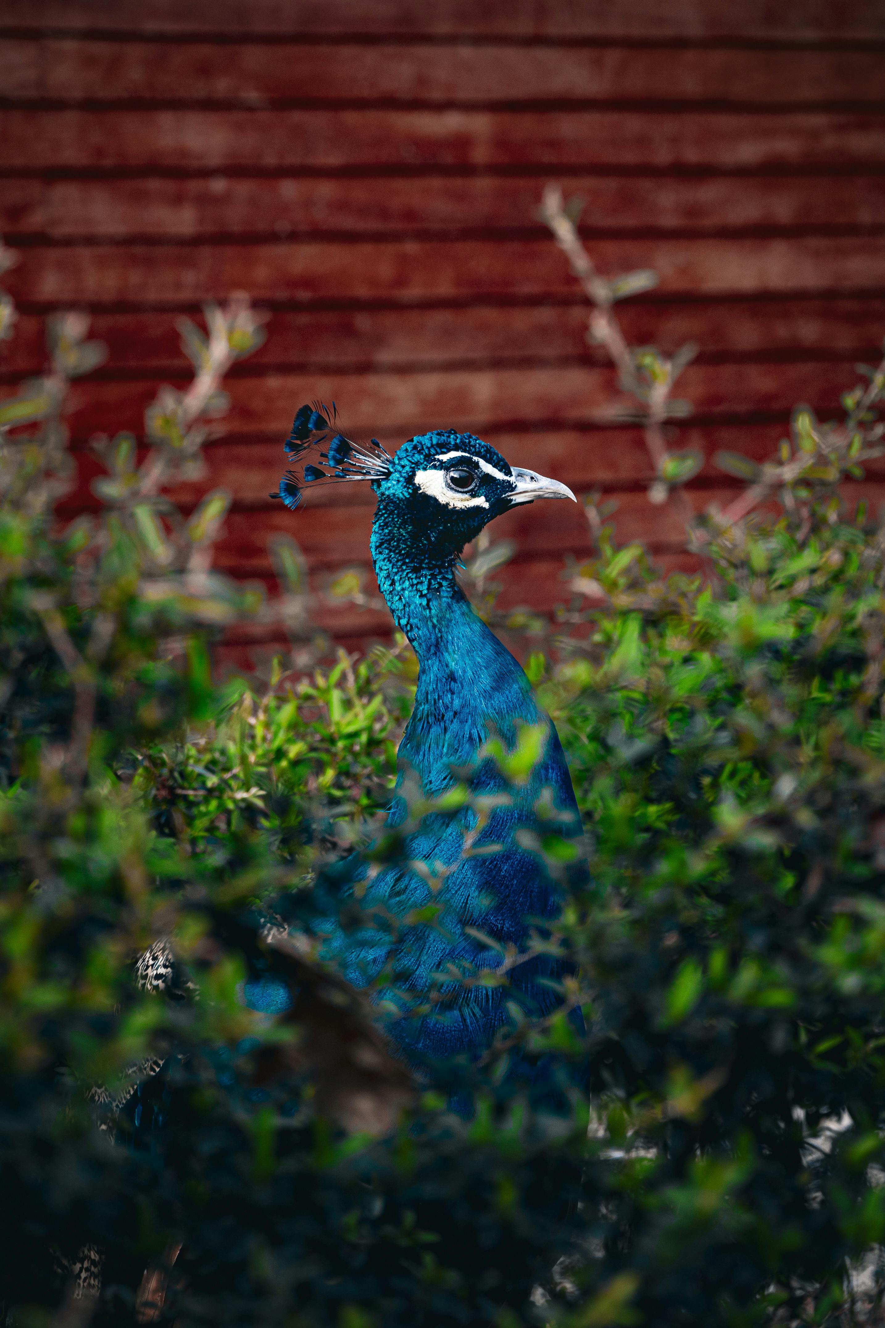 Naturally Bird Filter Photos, Download The BEST Free Naturally Bird ...