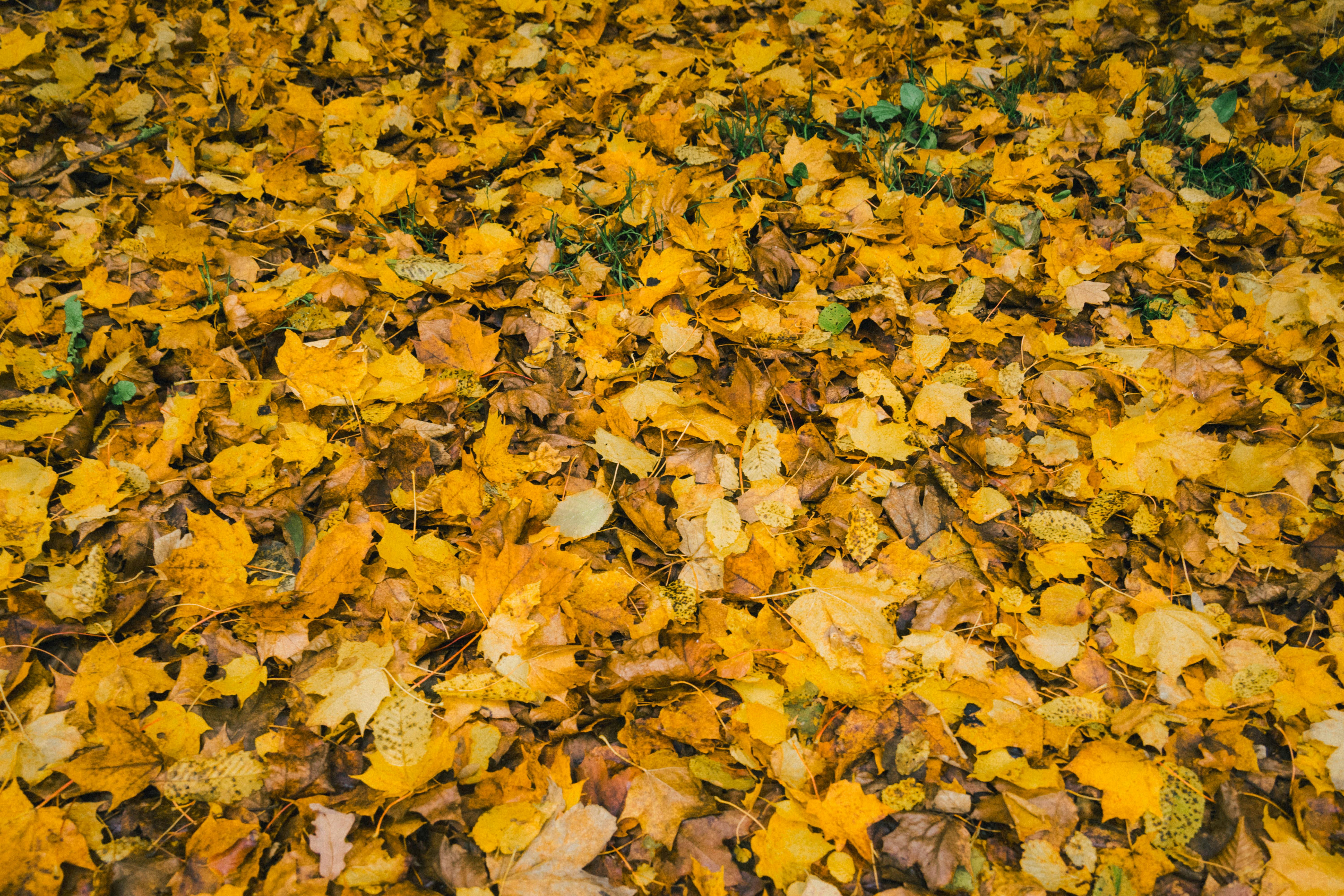 Vivid autumn leaves scattered on ground · Free Stock Photo