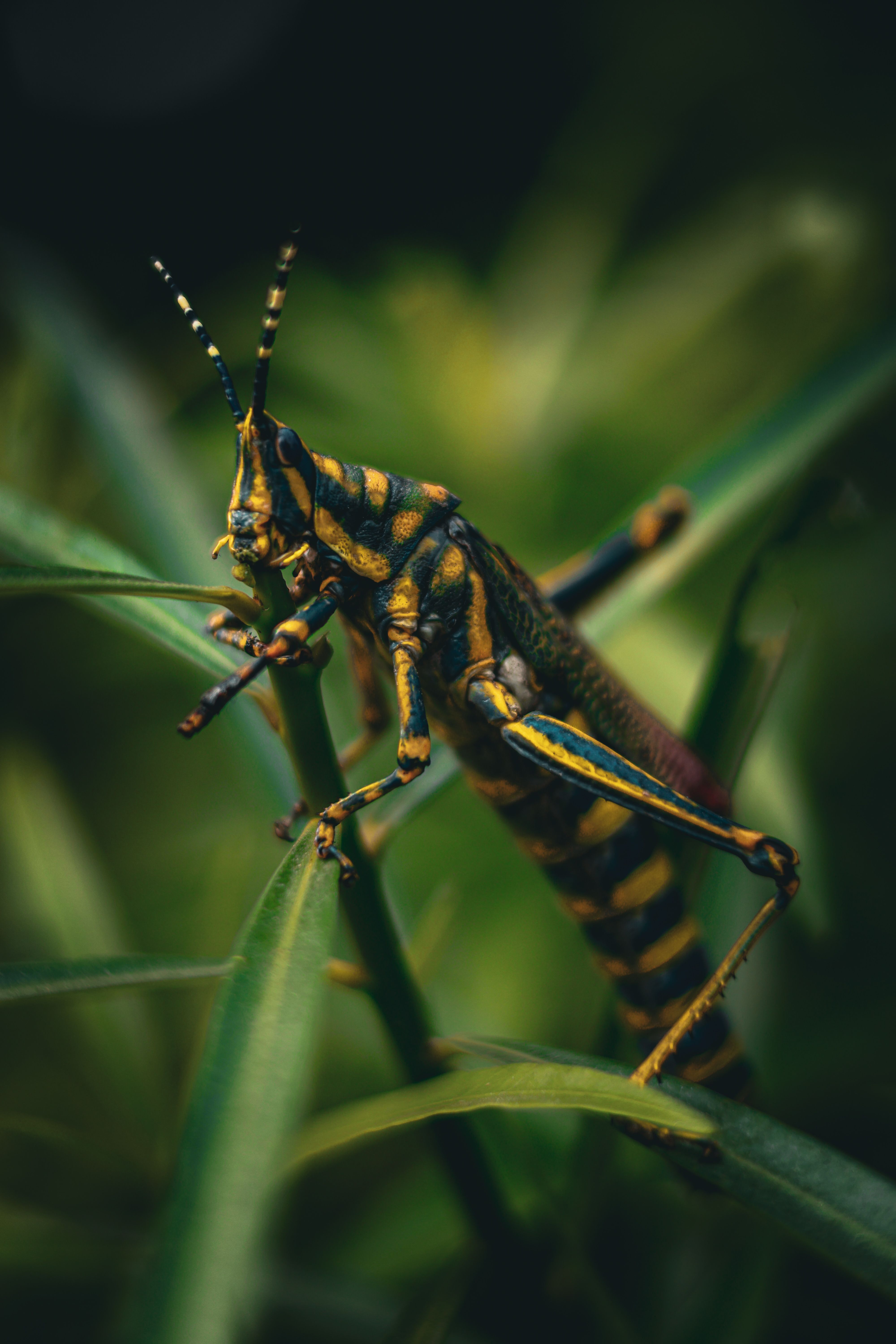 Close up of Exotic Grasshopper · Free Stock Photo