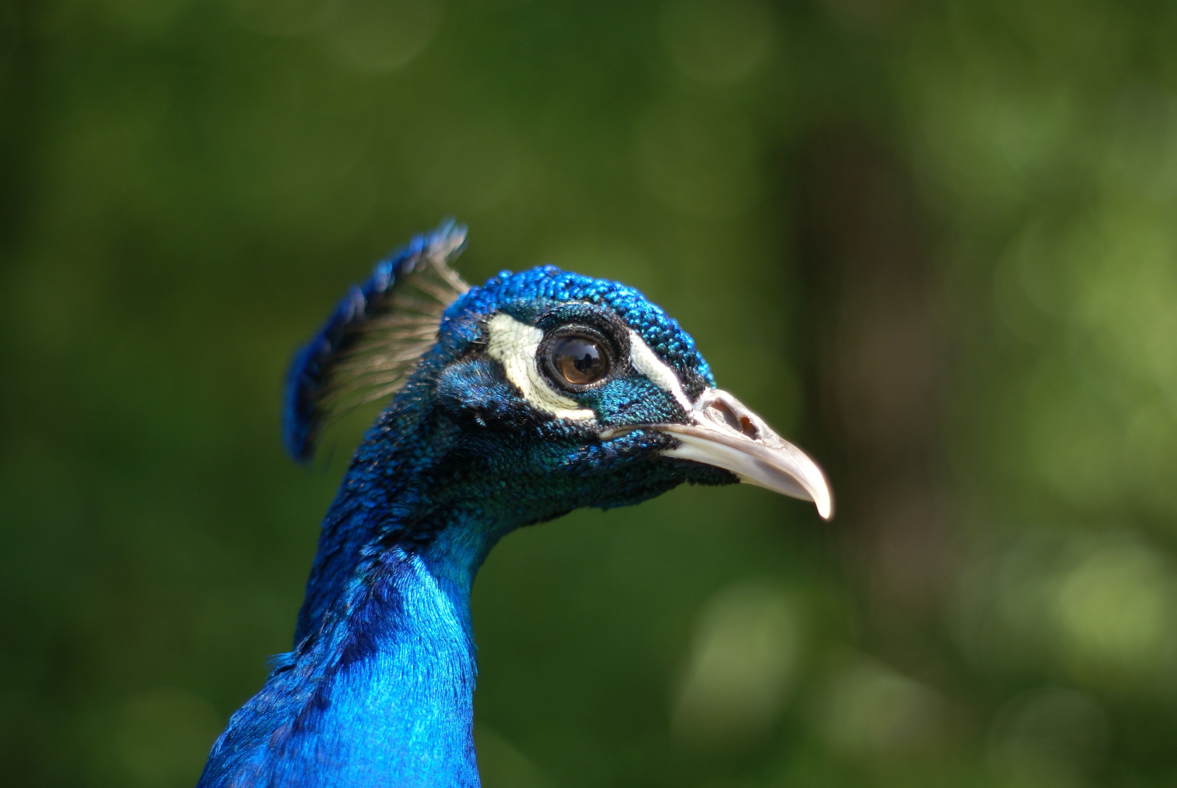 Cow Neck Photos, Download The BEST Free Cow Neck Stock Photos & HD Images