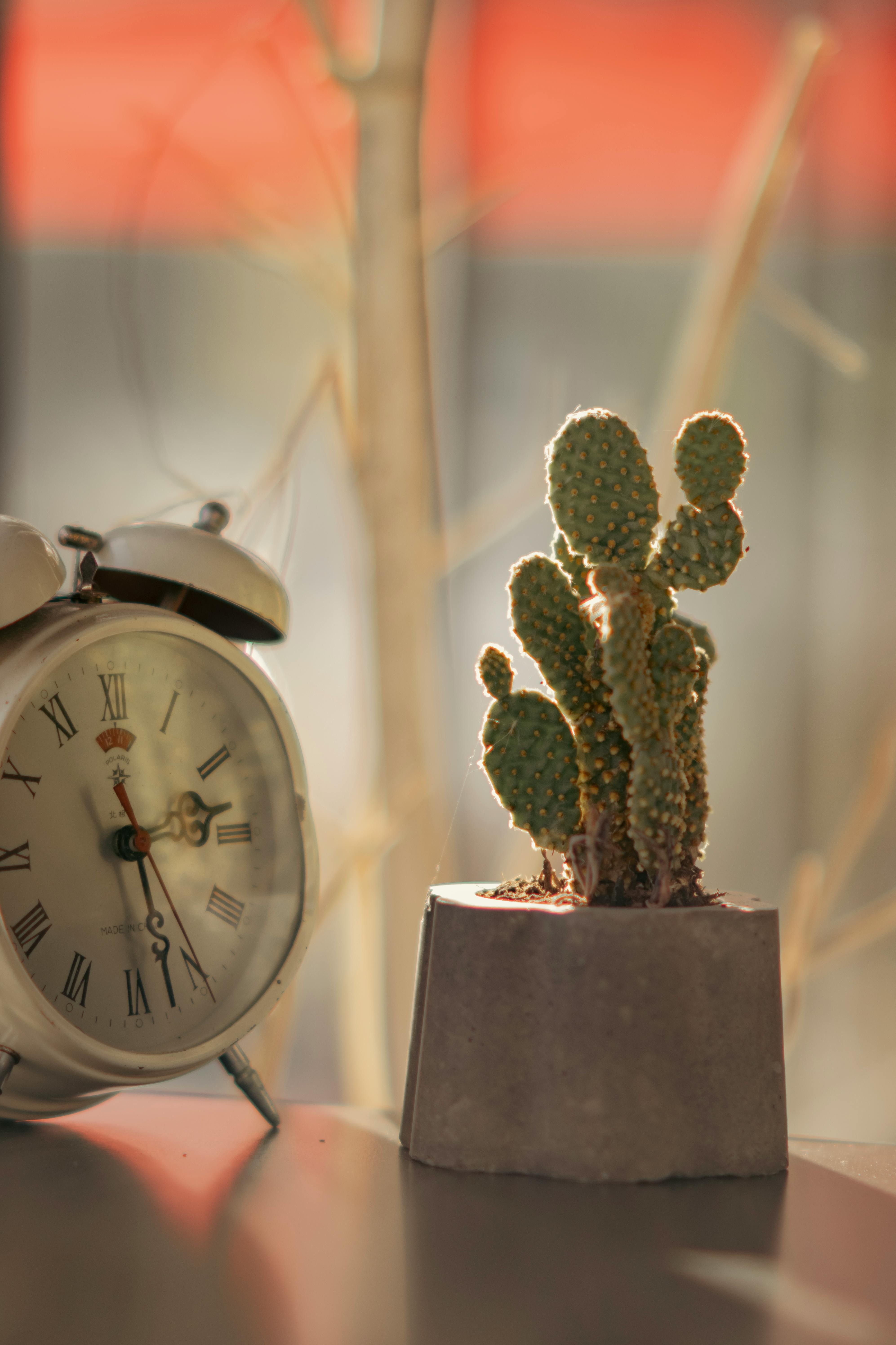 Alarm Clock and a Houseplant · Free Stock Photo