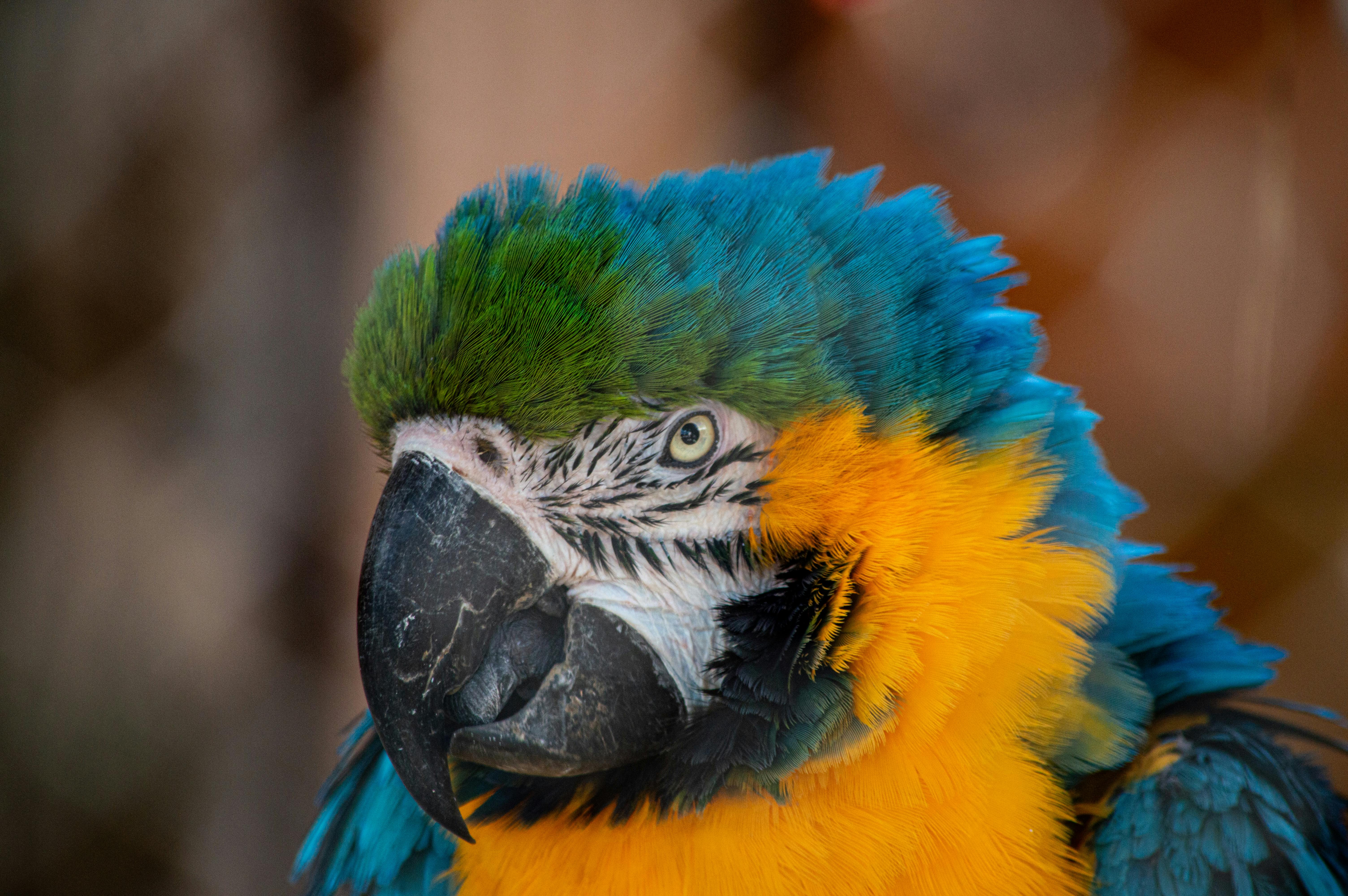 Close up of a Parrot Perching on a Branch · Free Stock Photo