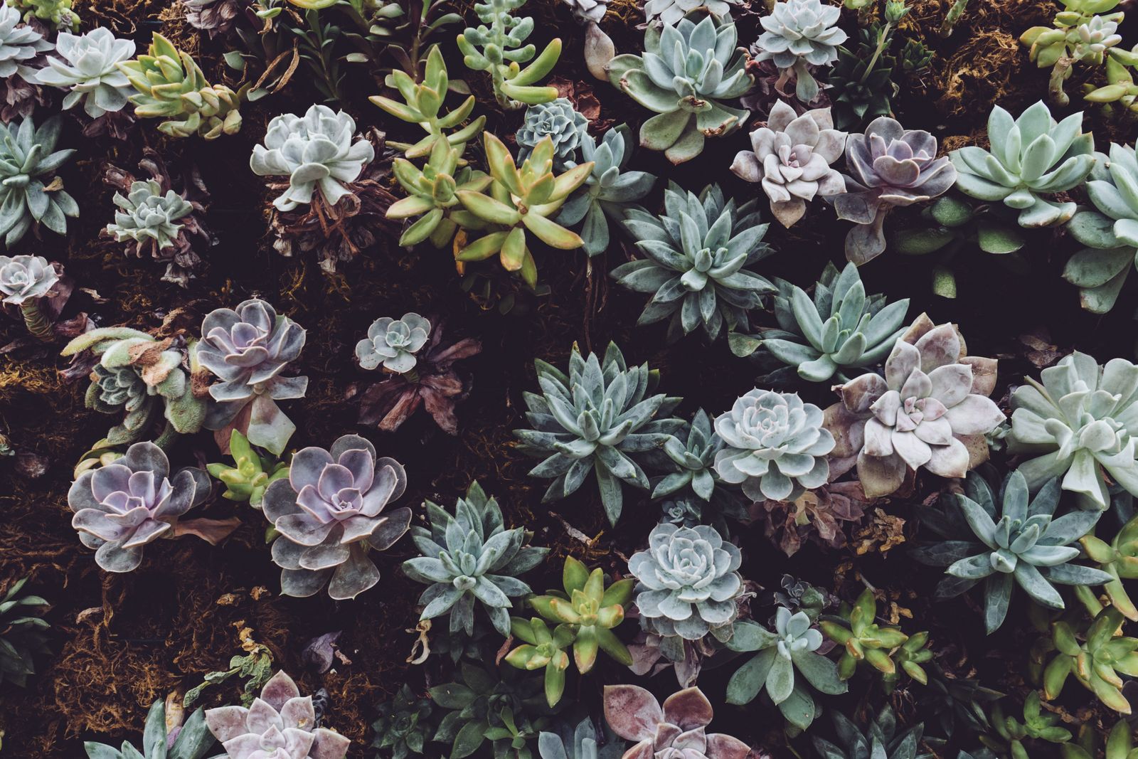 Succulent Photos, Download The BEST Free Succulent Stock Photos & HD Images