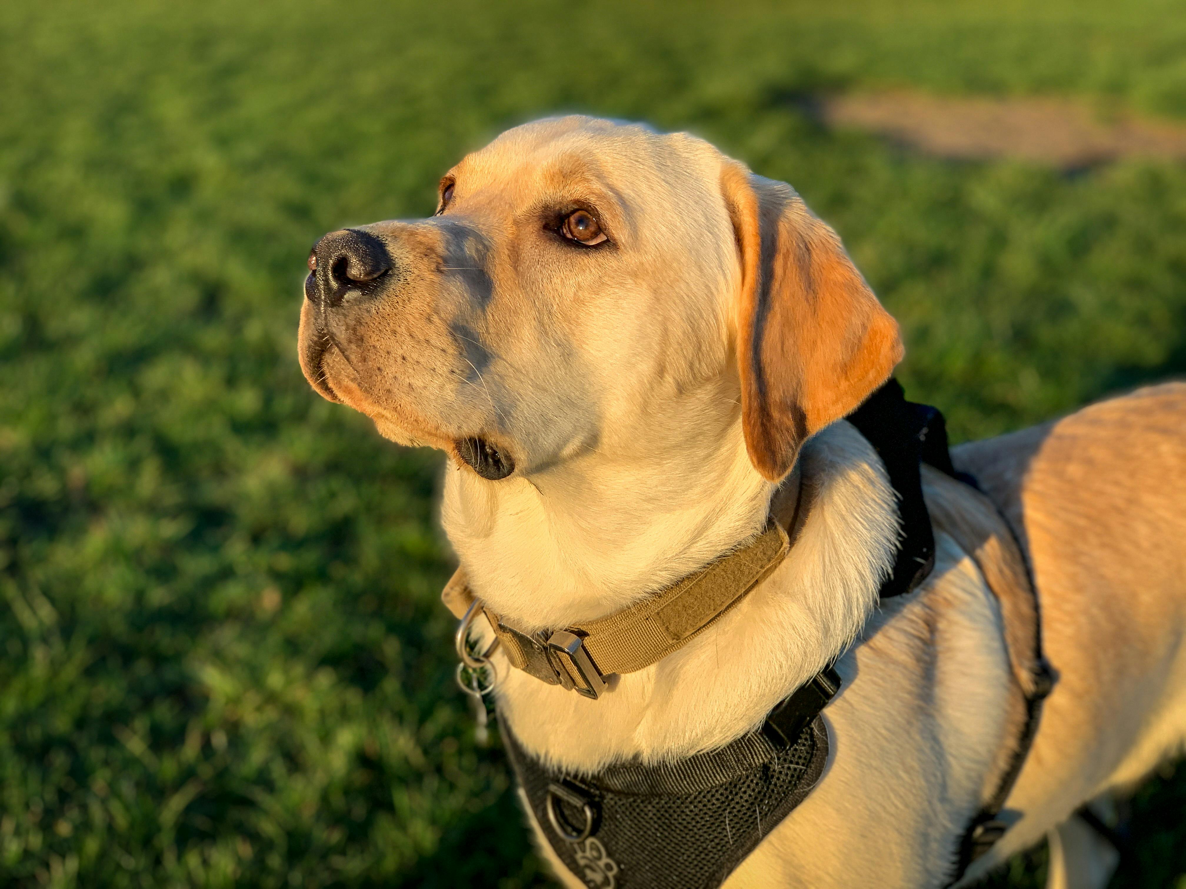 Labrador Retriever Looking at the Sunset · Free Stock Photo