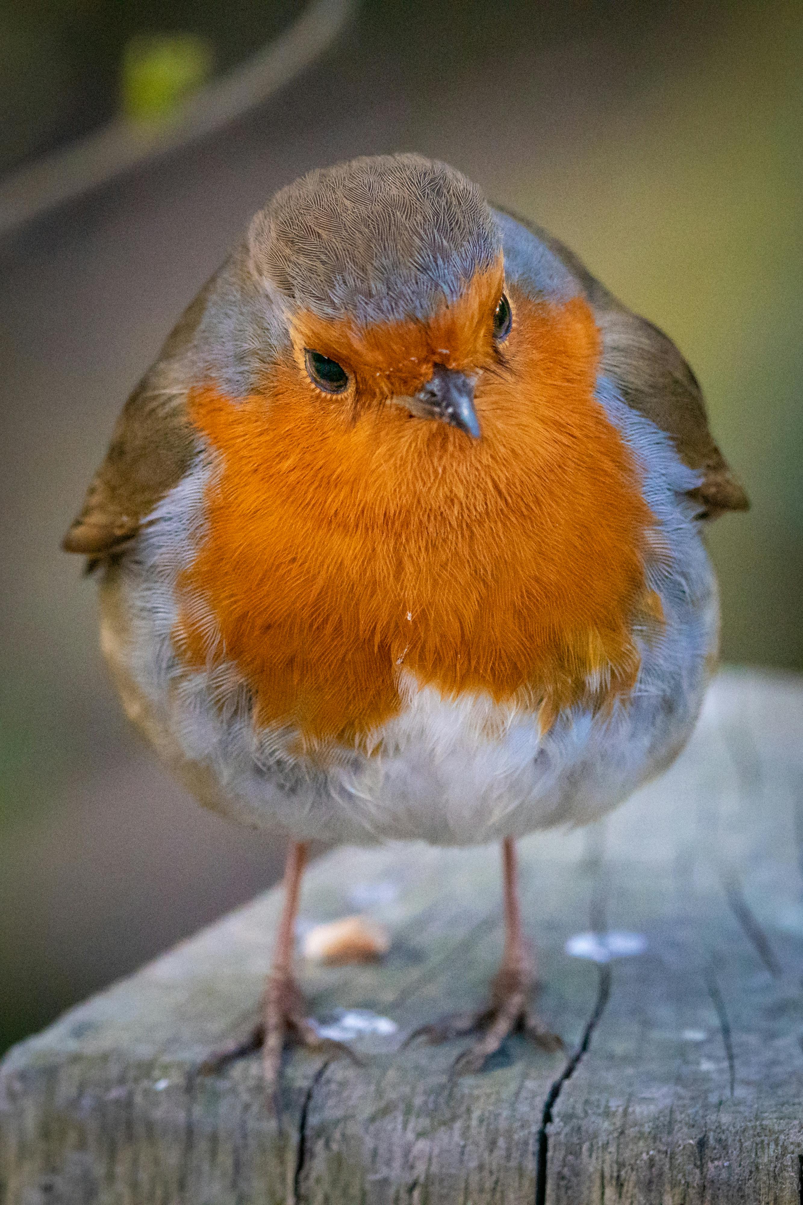 Close up of European Robin · Free Stock Photo