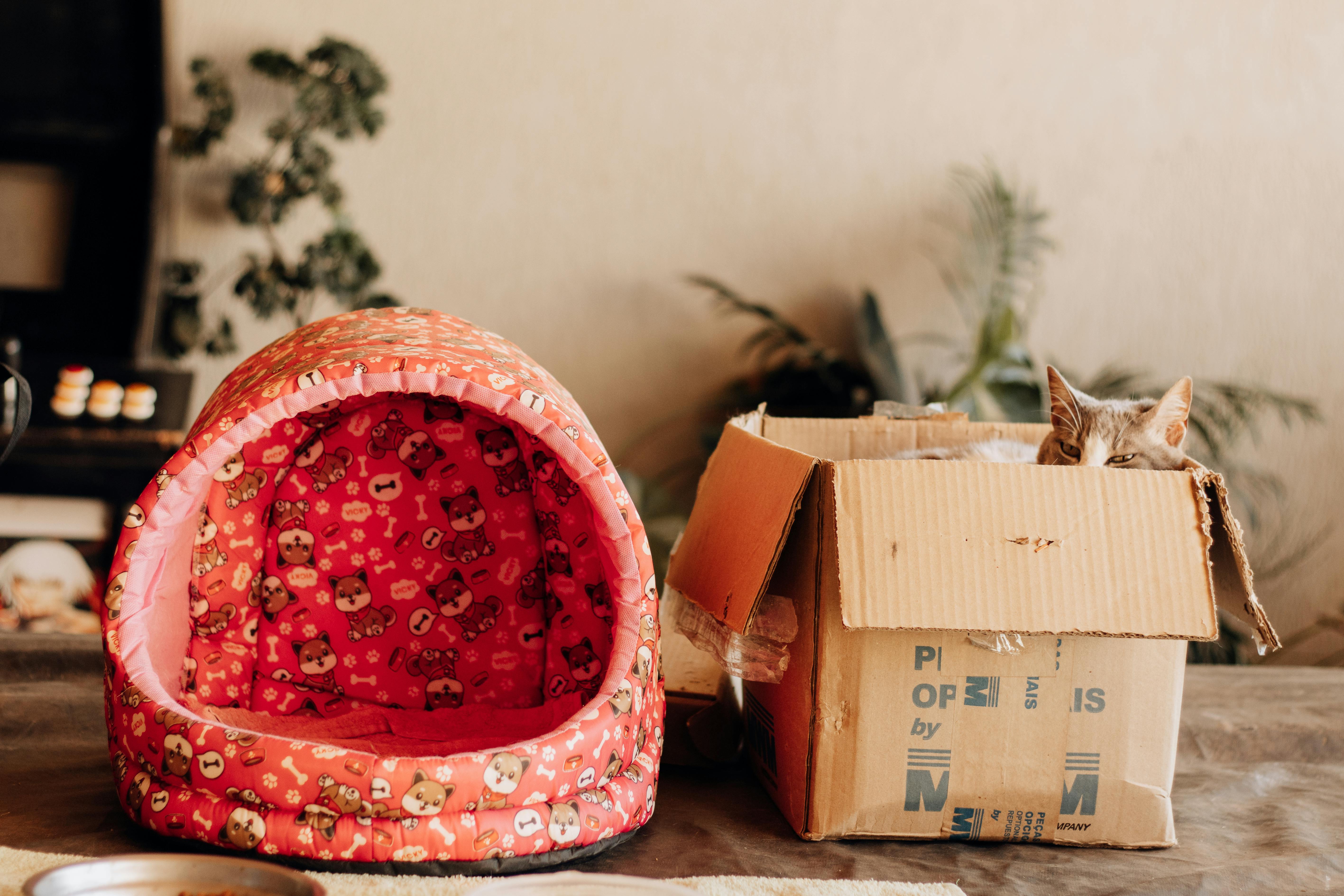 Funny Pics Photos, Download The BEST Free Funny Pics Stock Photos & HD ...