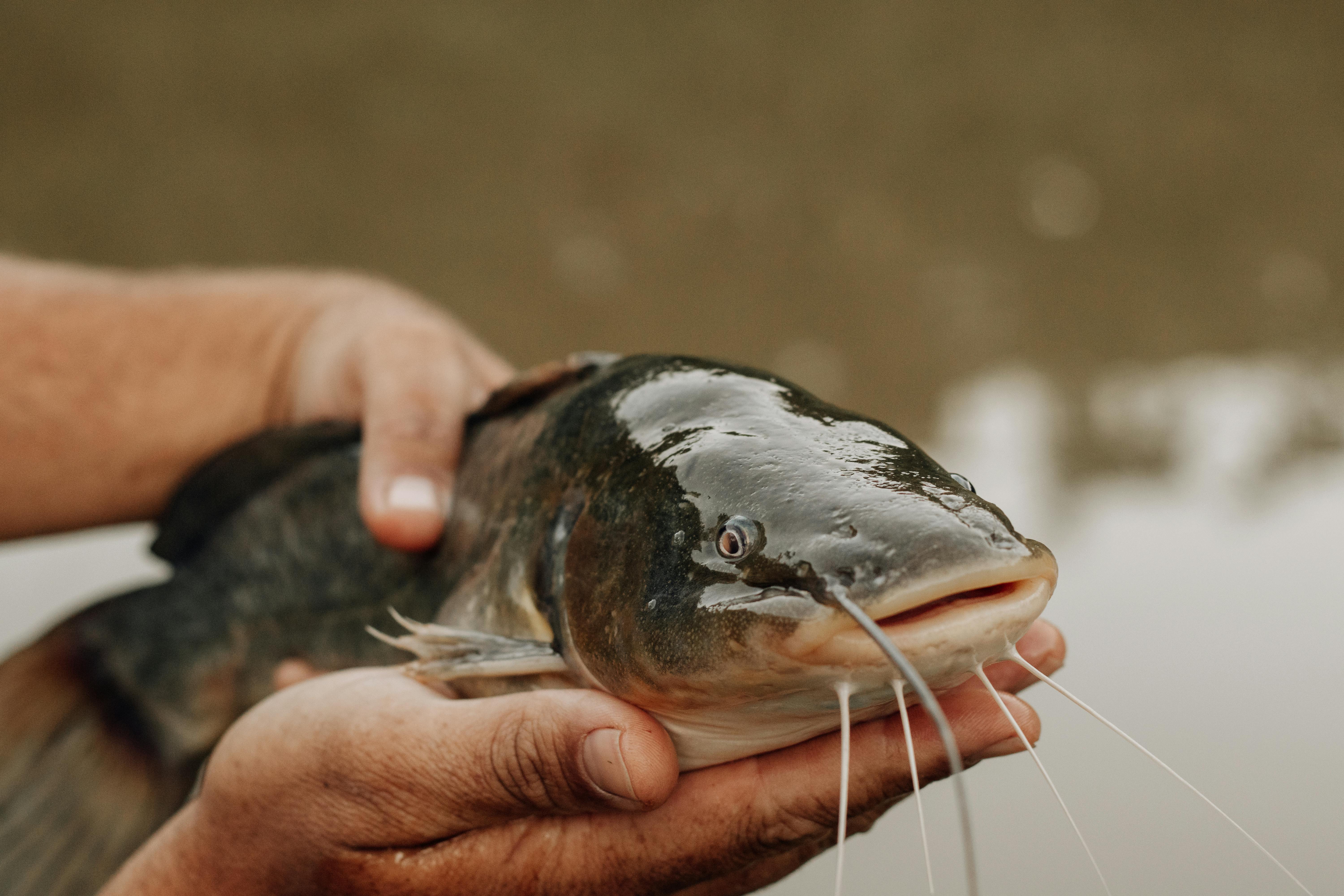 Close-up of a Person Holding a Catfish · Free Stock Photo