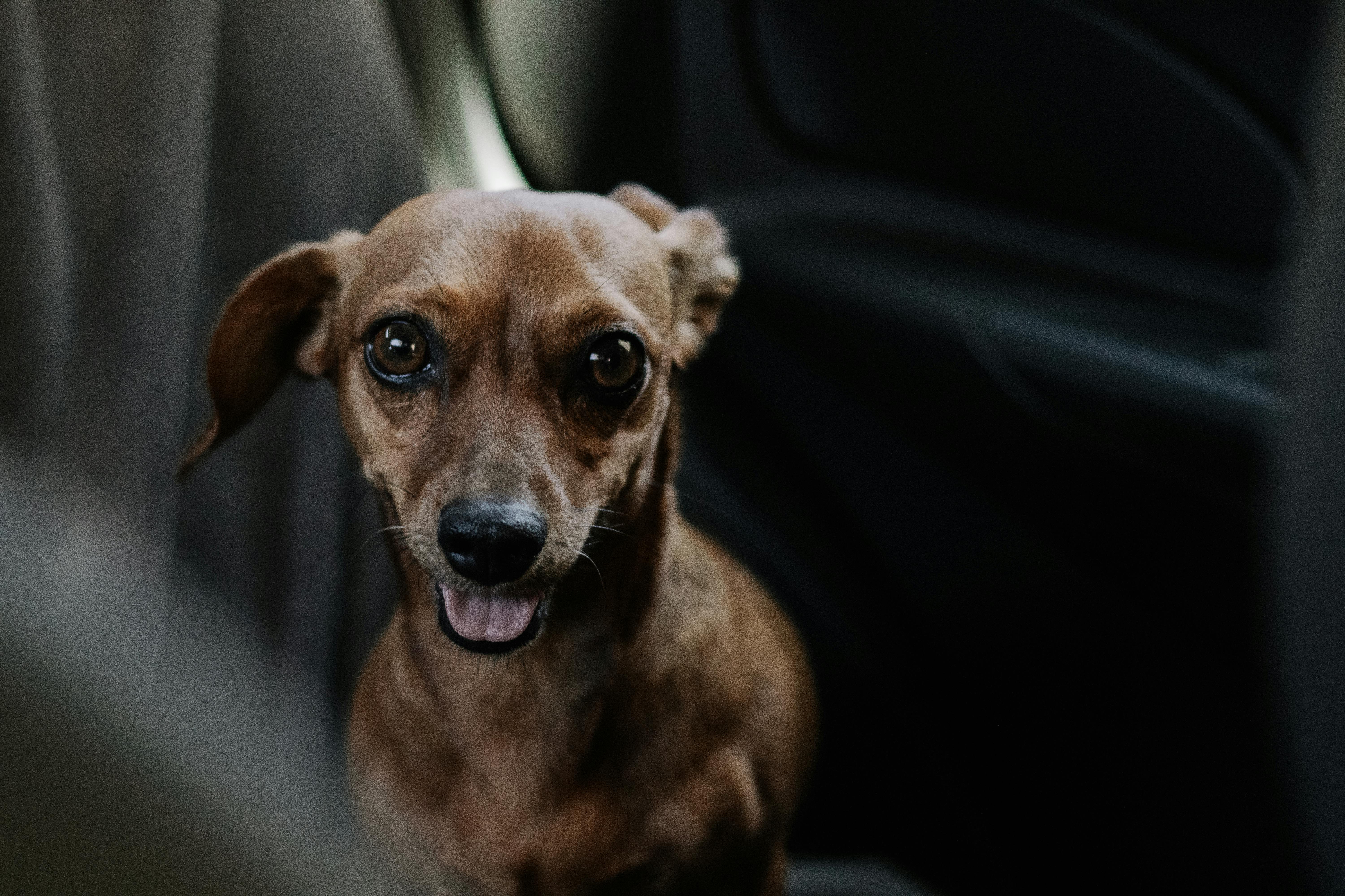 Cute Brown Dog · Free Stock Photo