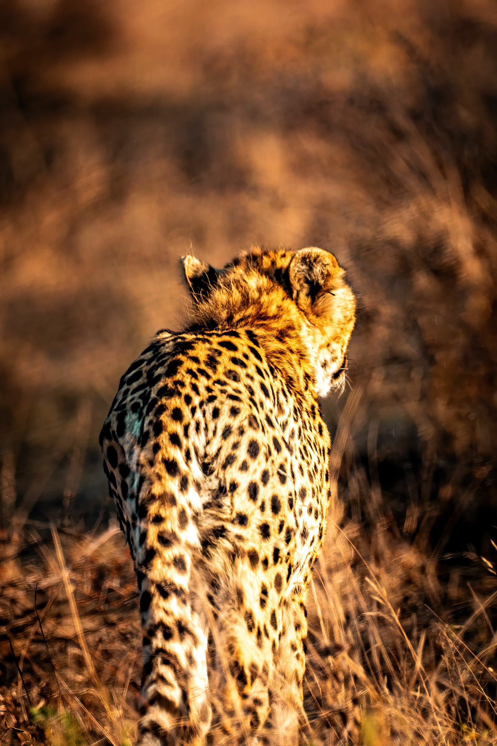 Cheetah Print Backgrounds Photos, Download The BEST Free Cheetah Print ...