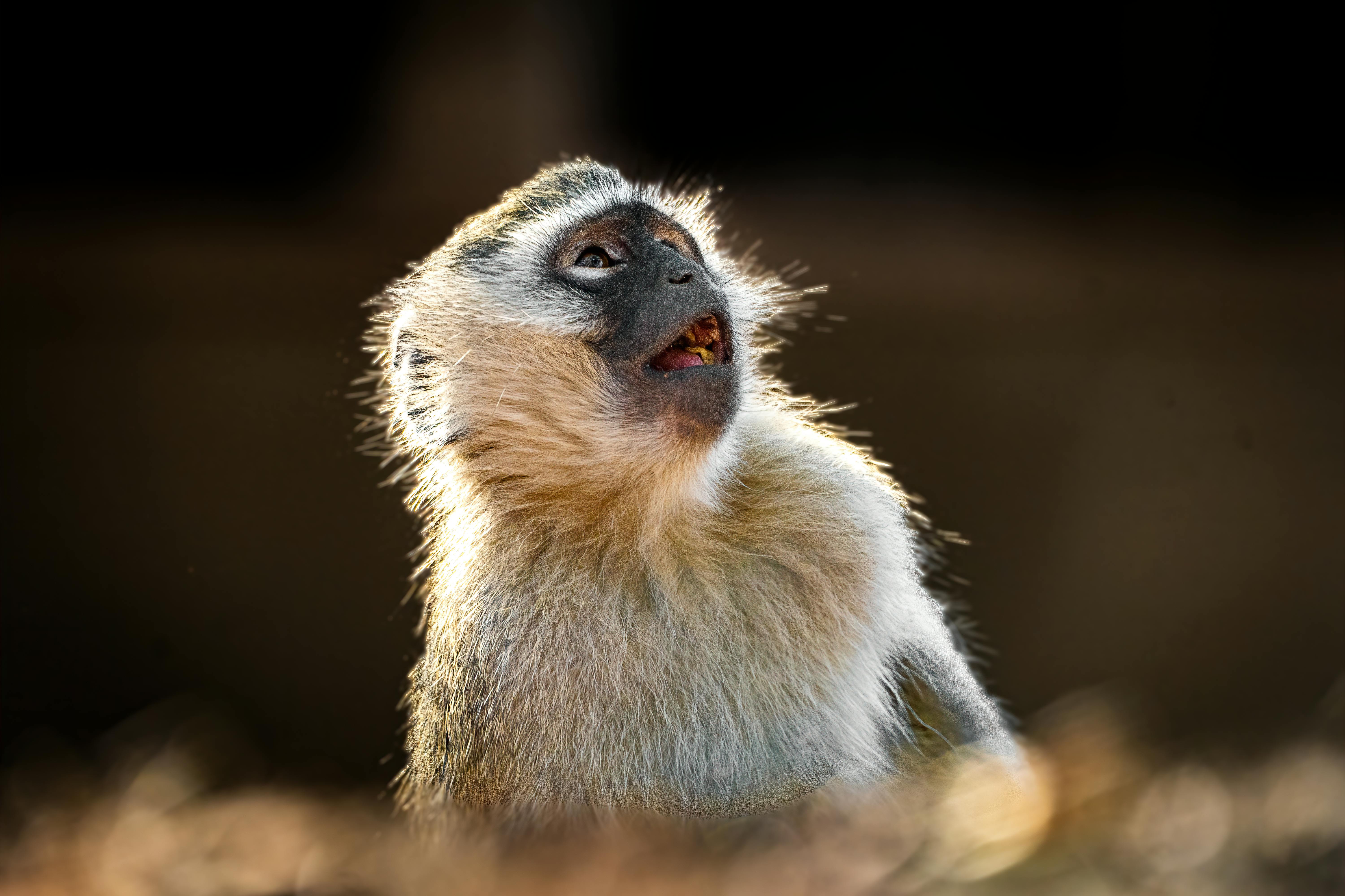 Happy Wildlife Photos, Download The BEST Free Happy Wildlife Stock ...