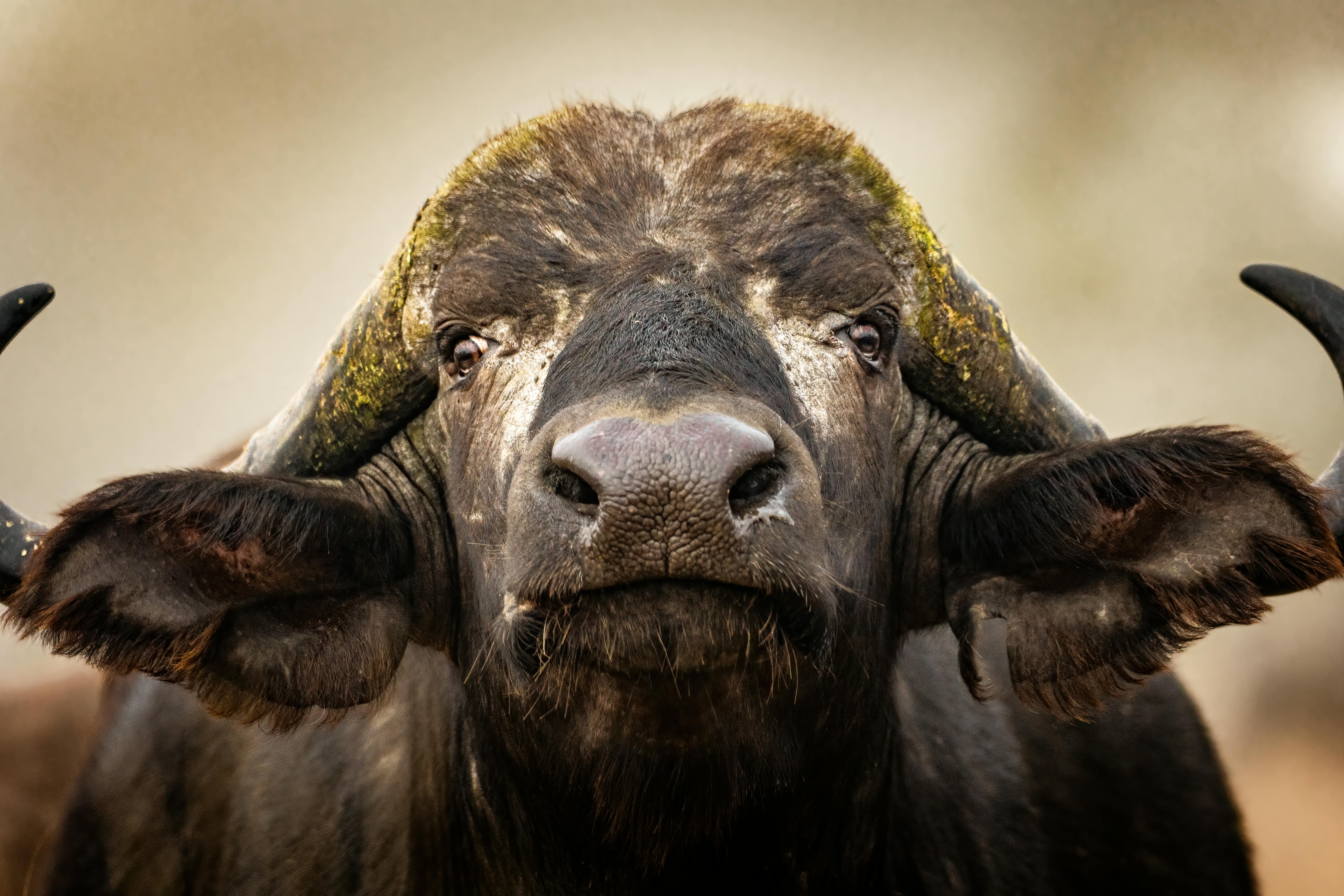 Buffalo Looks at Camera · Free Stock Photo