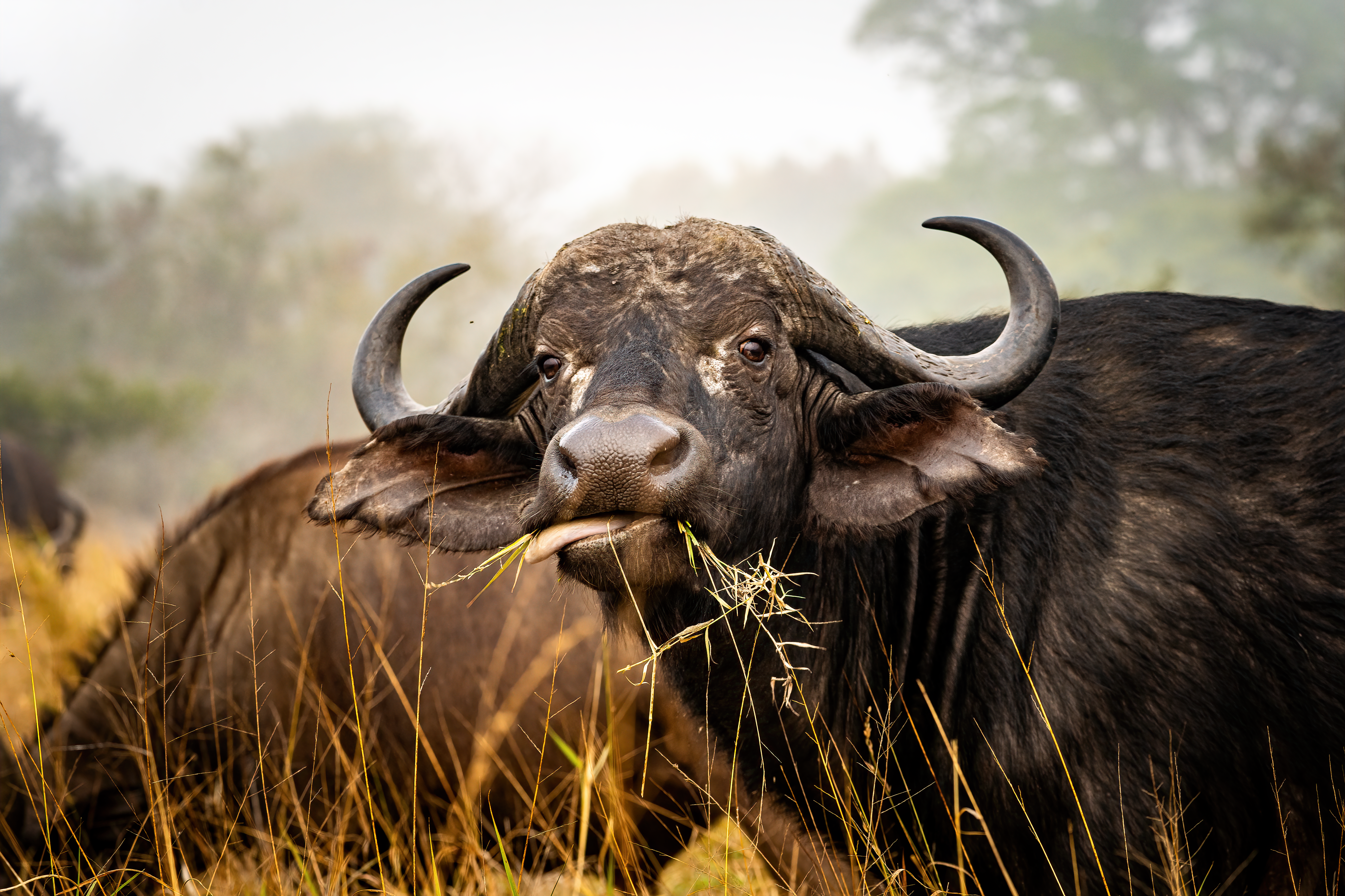 Buffalo Sticks Out its Tongue · Free Stock Photo