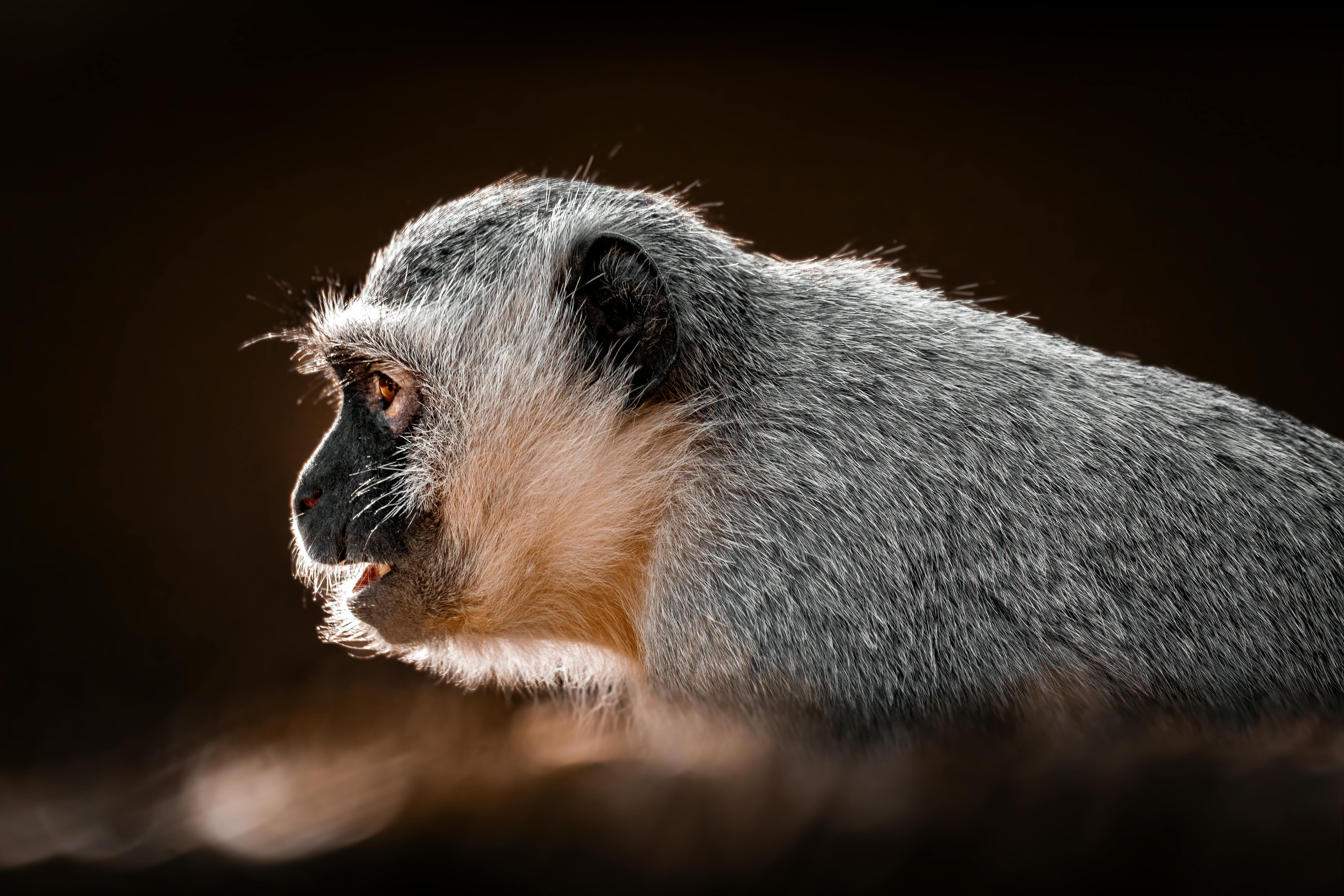 Monkey Making Alarm Call for Predator · Free Stock Photo