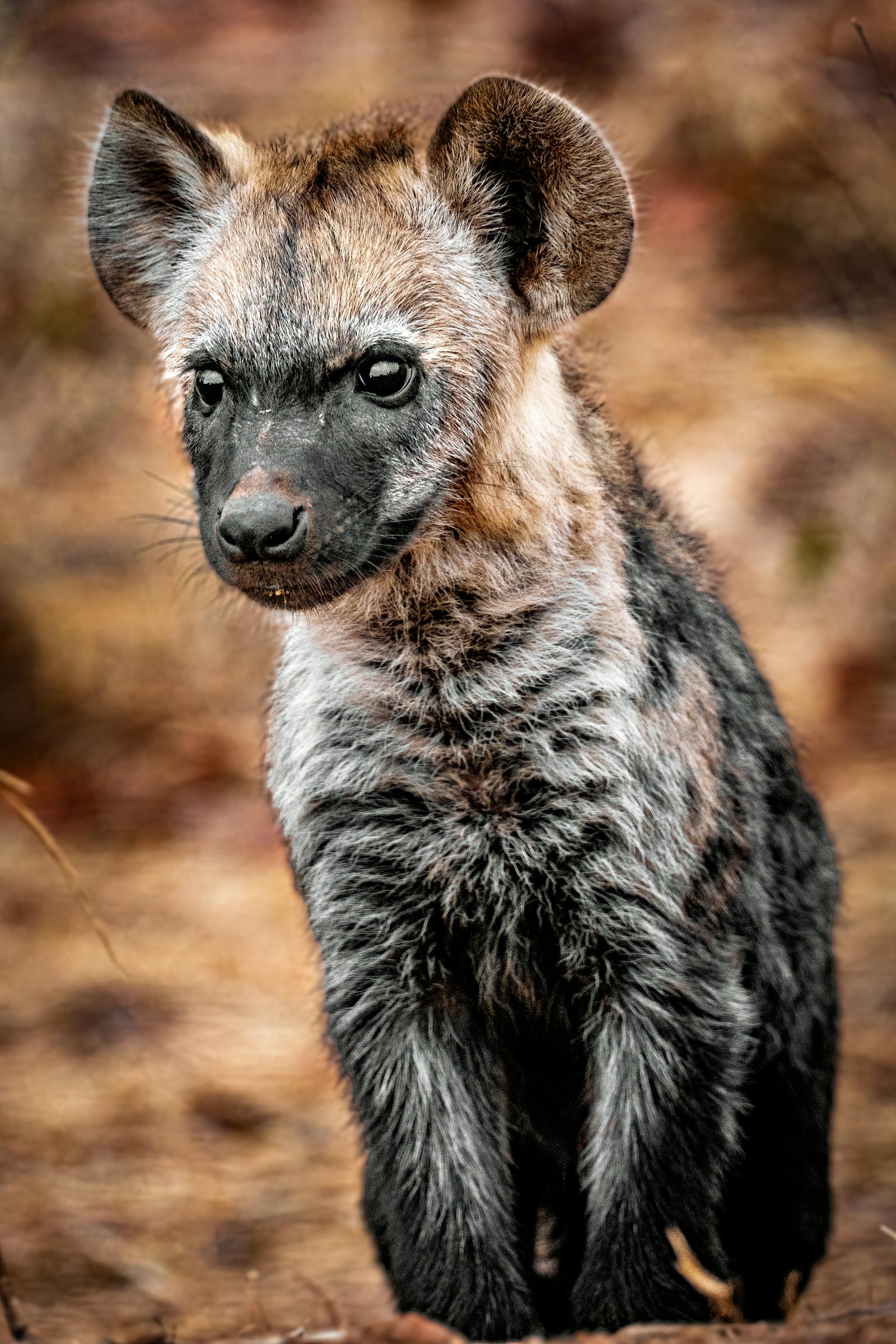Hyena Photos, Download The BEST Free Hyena Stock Photos & HD Images