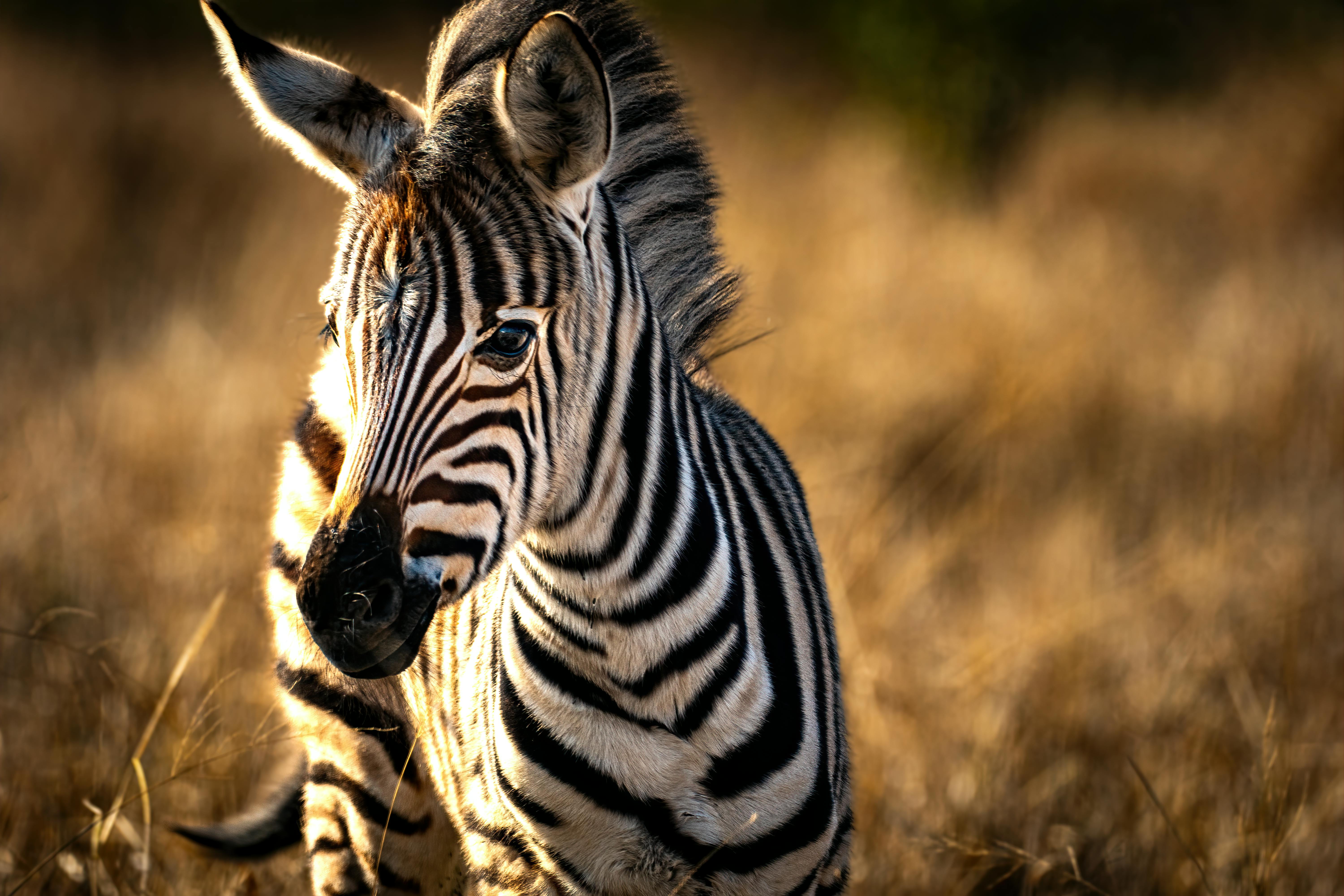 Cute Zebra Foal Exploring Alone · Free Stock Photo