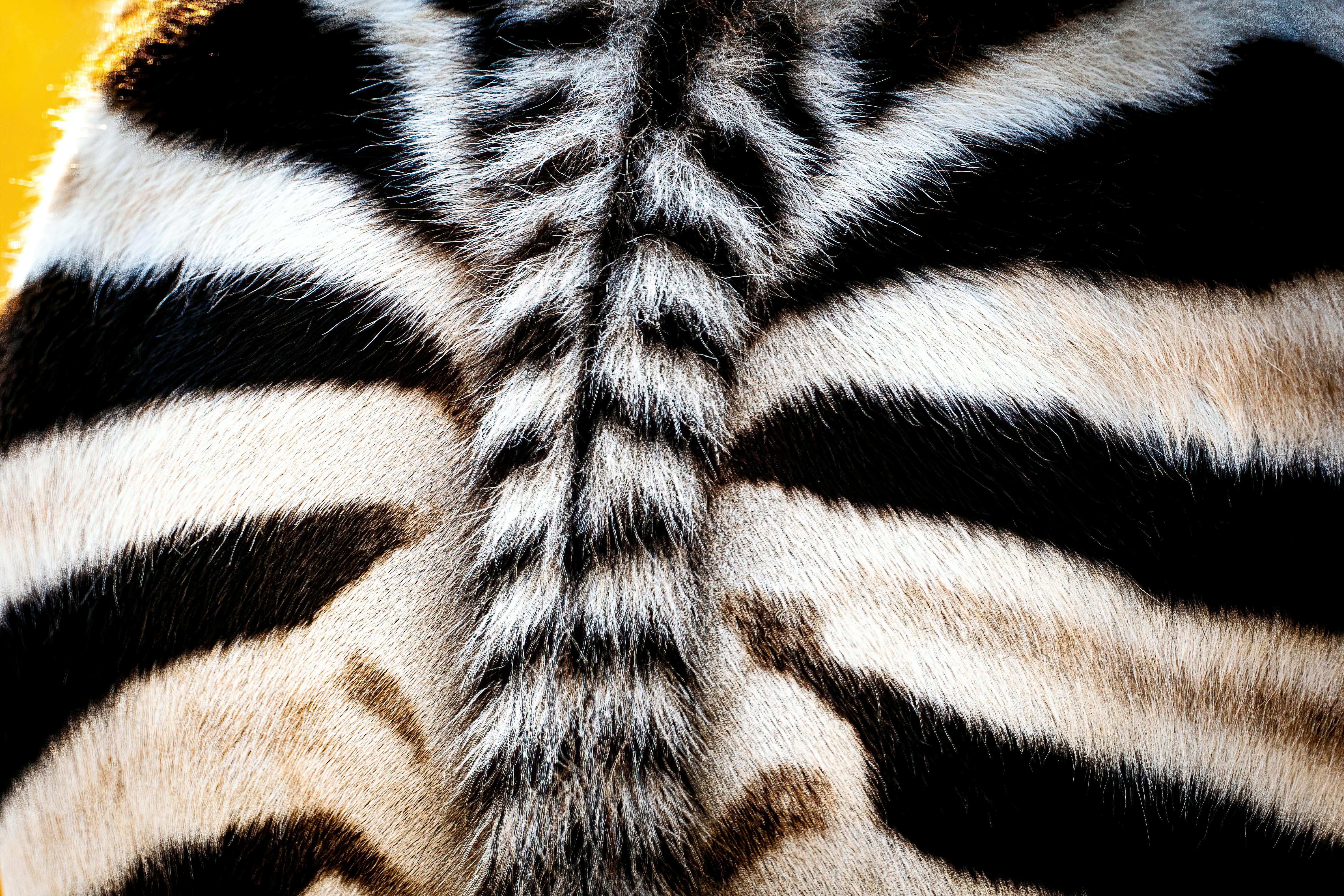 Zebra Fur · Free Stock Photo