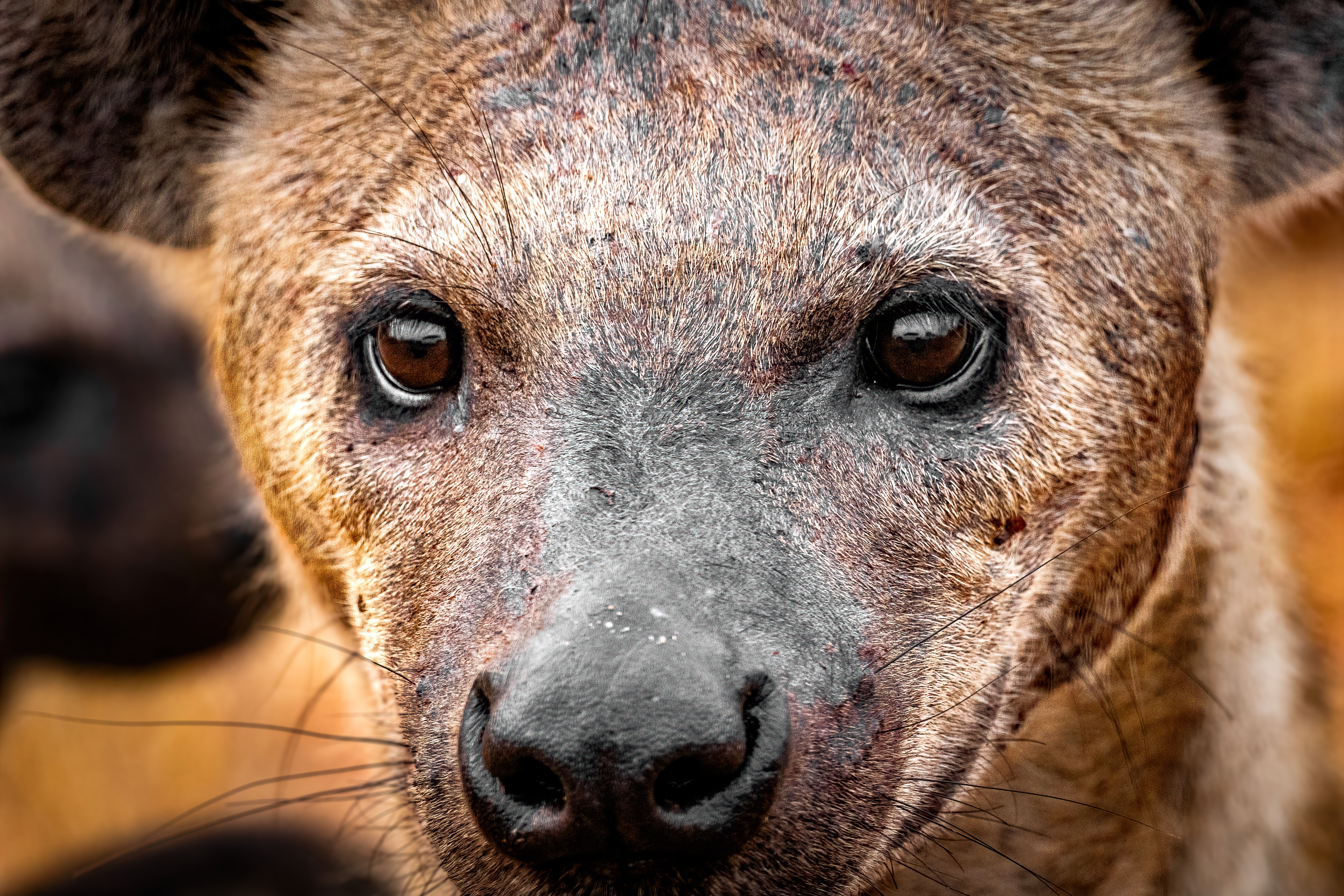 Adult Hyena Mum Close-up · Free Stock Photo