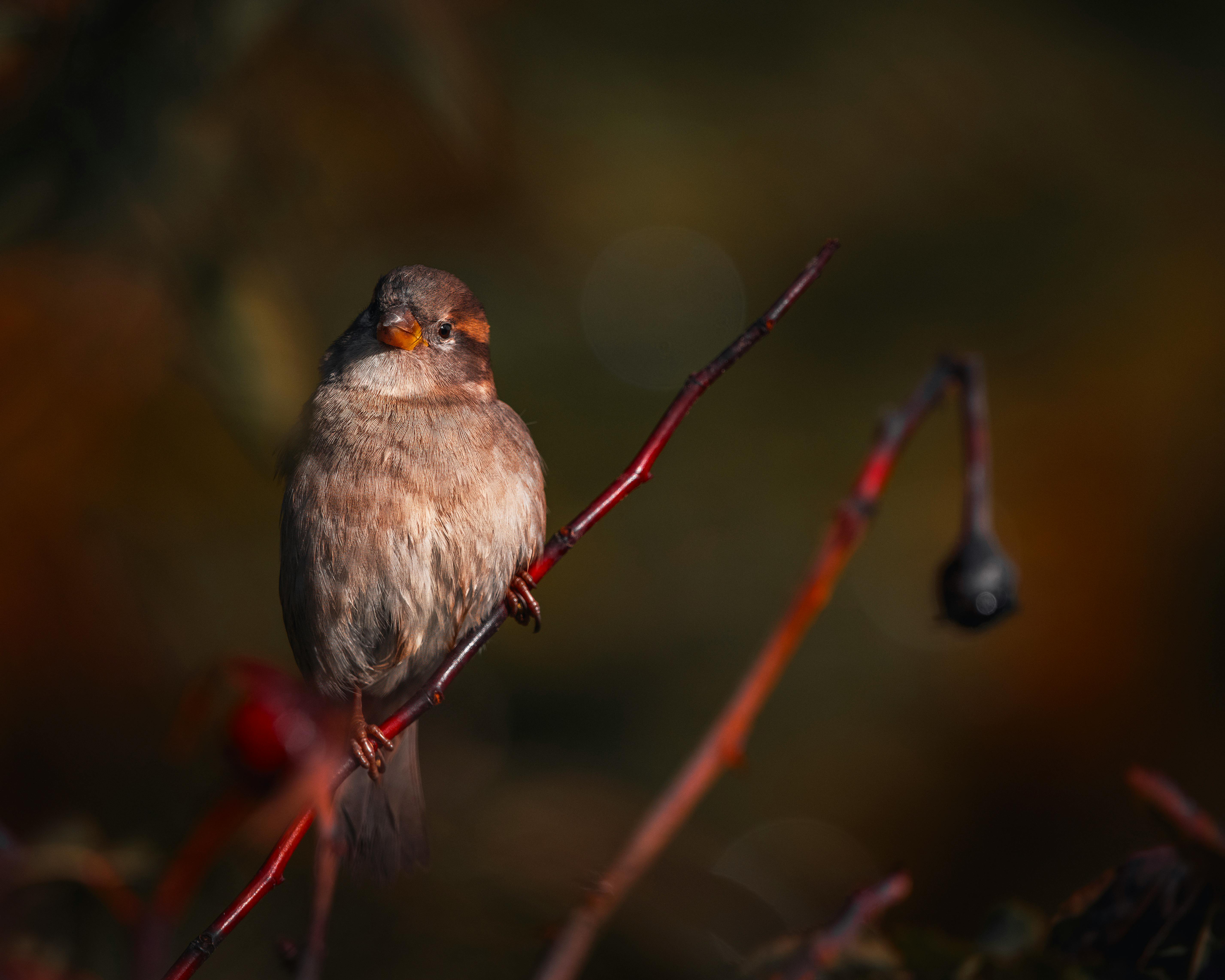 Passerine on Twig · Free Stock Photo