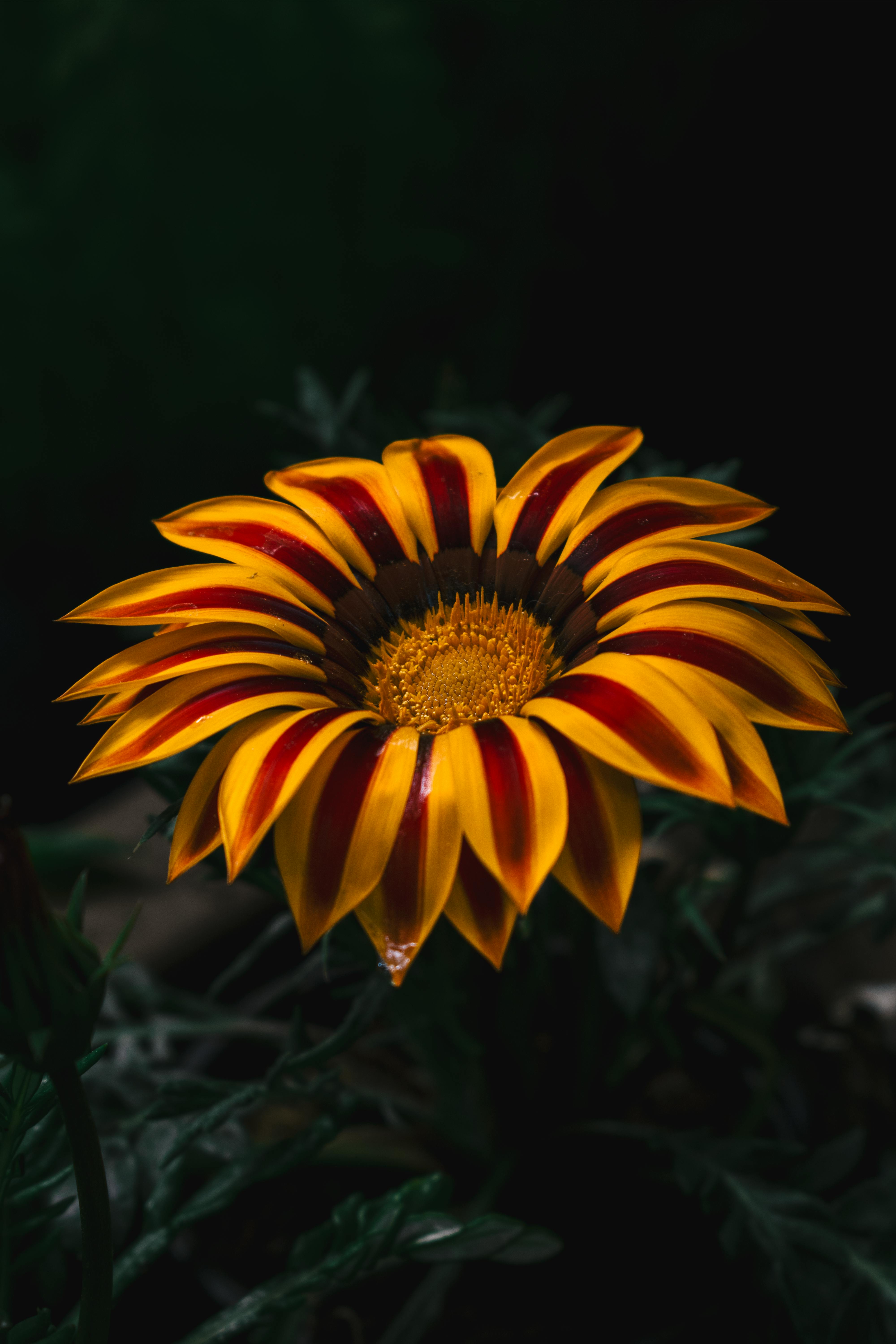 Treasure Flower Photos, Download The BEST Free Treasure Flower Stock ...