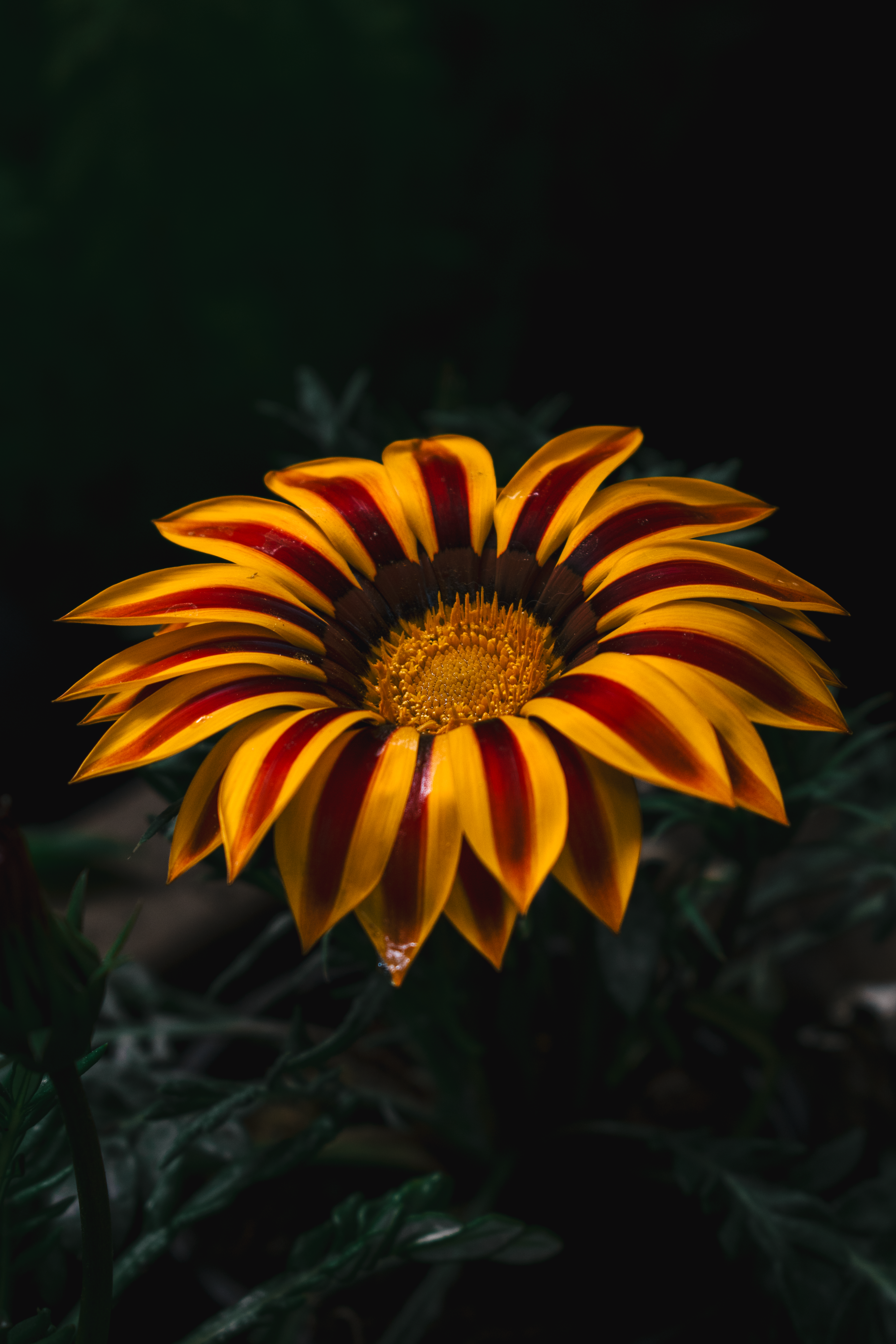 Treasure Flower in Dark · Free Stock Photo