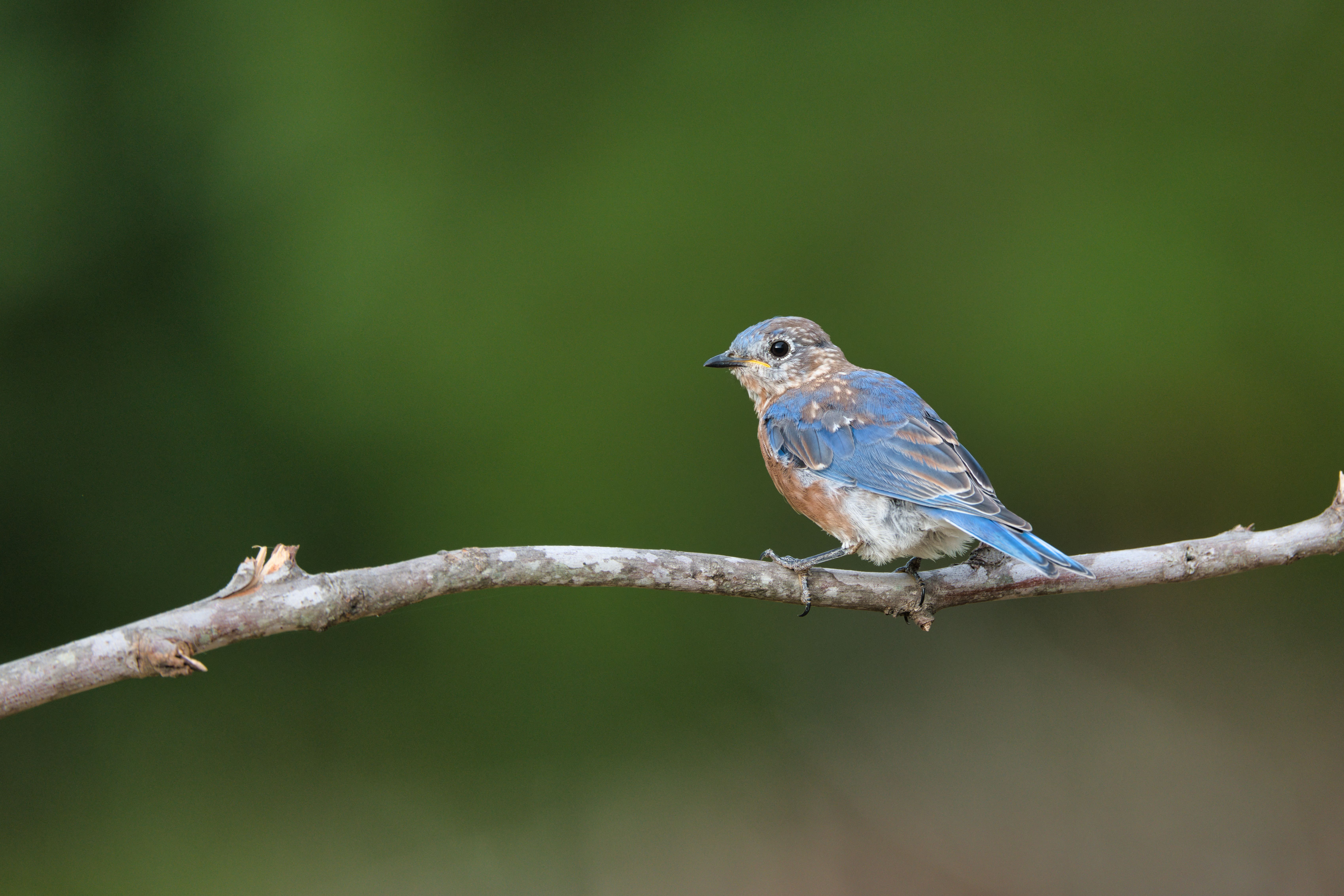 Small Bird on Branch · Free Stock Photo