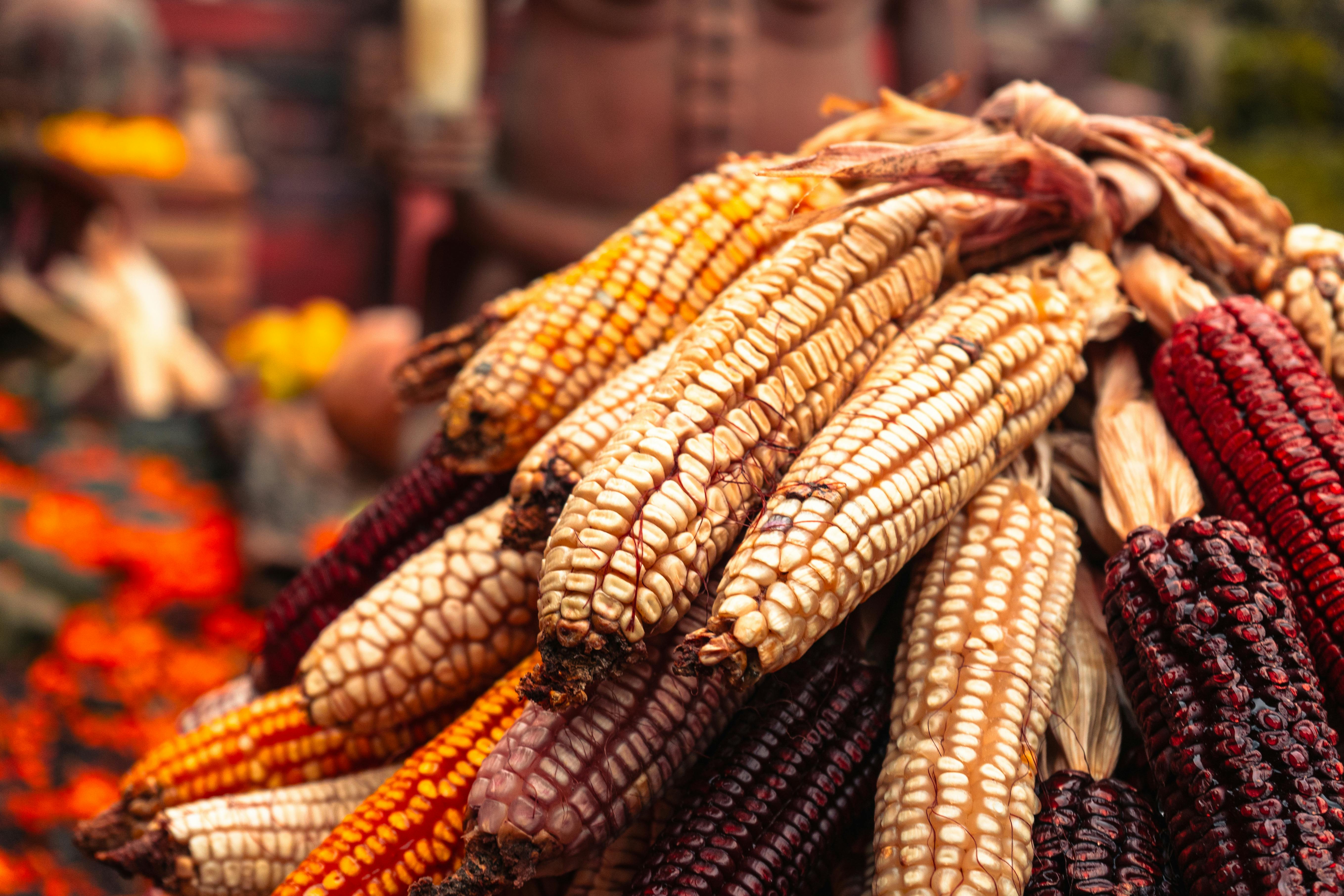 Close-up of a Pile of Different Colored Corns · Free Stock Photo
