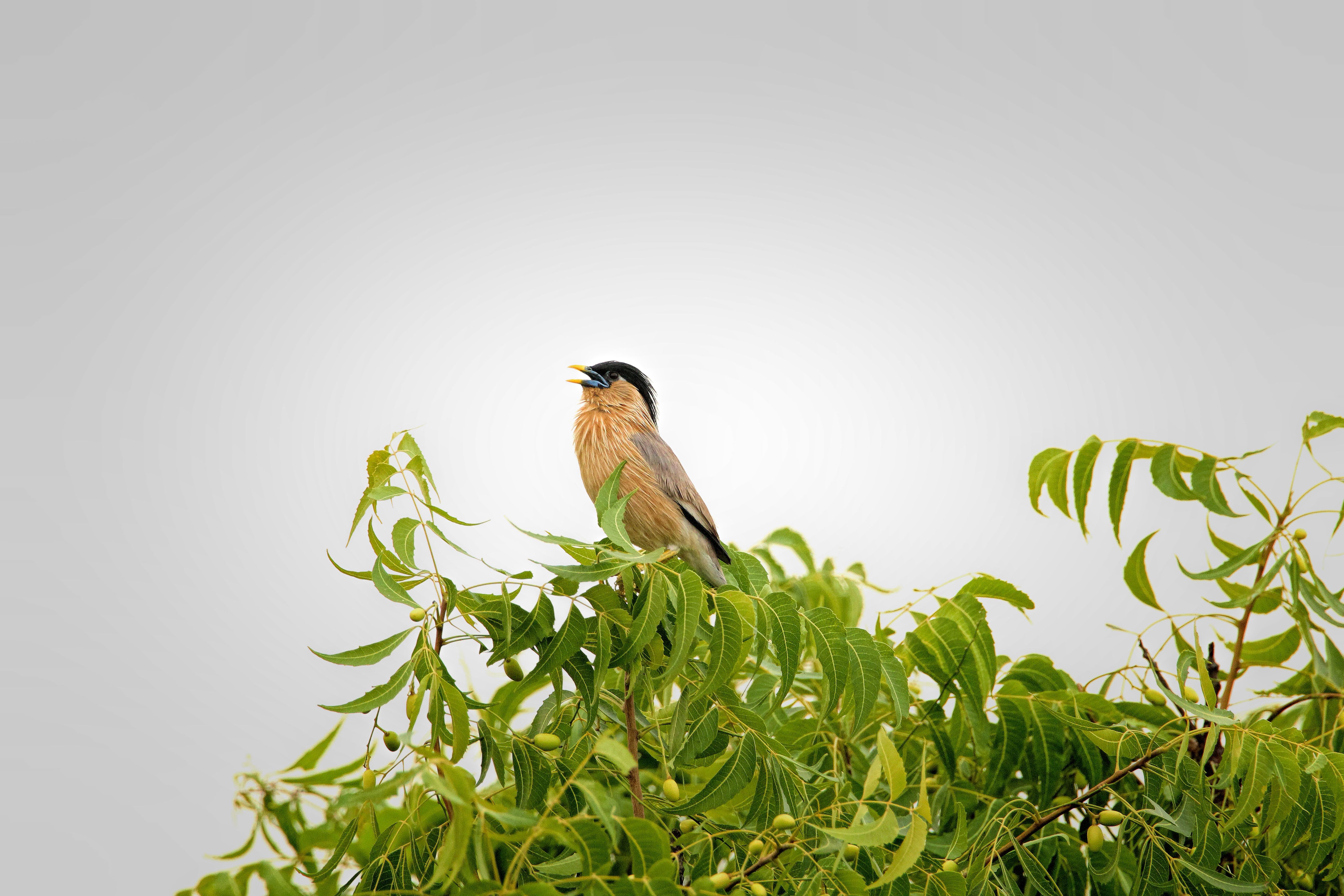 Small Bird on Bush at Sunset · Free Stock Photo
