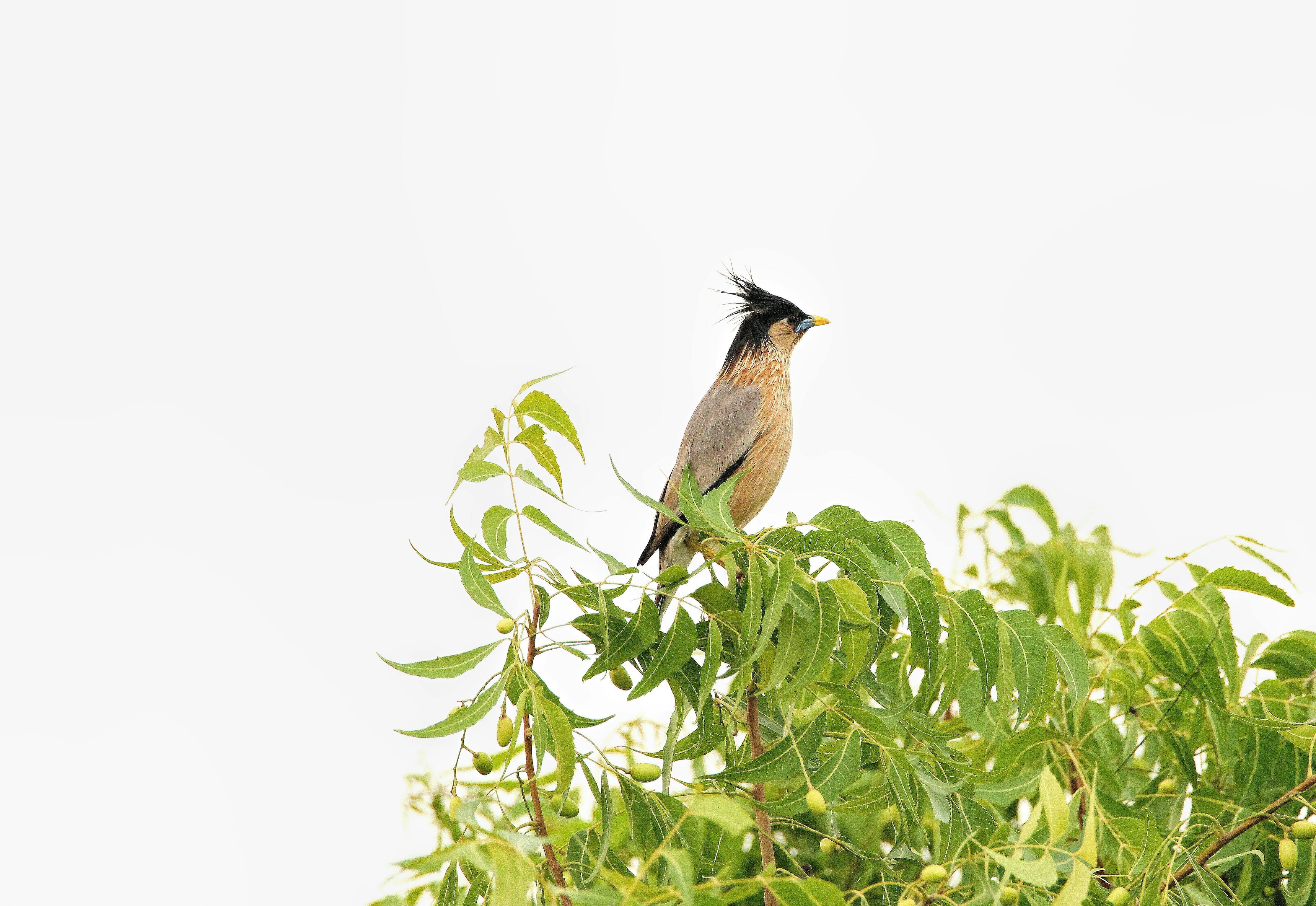 Brahminy Starling Perching on Tree · Free Stock Photo