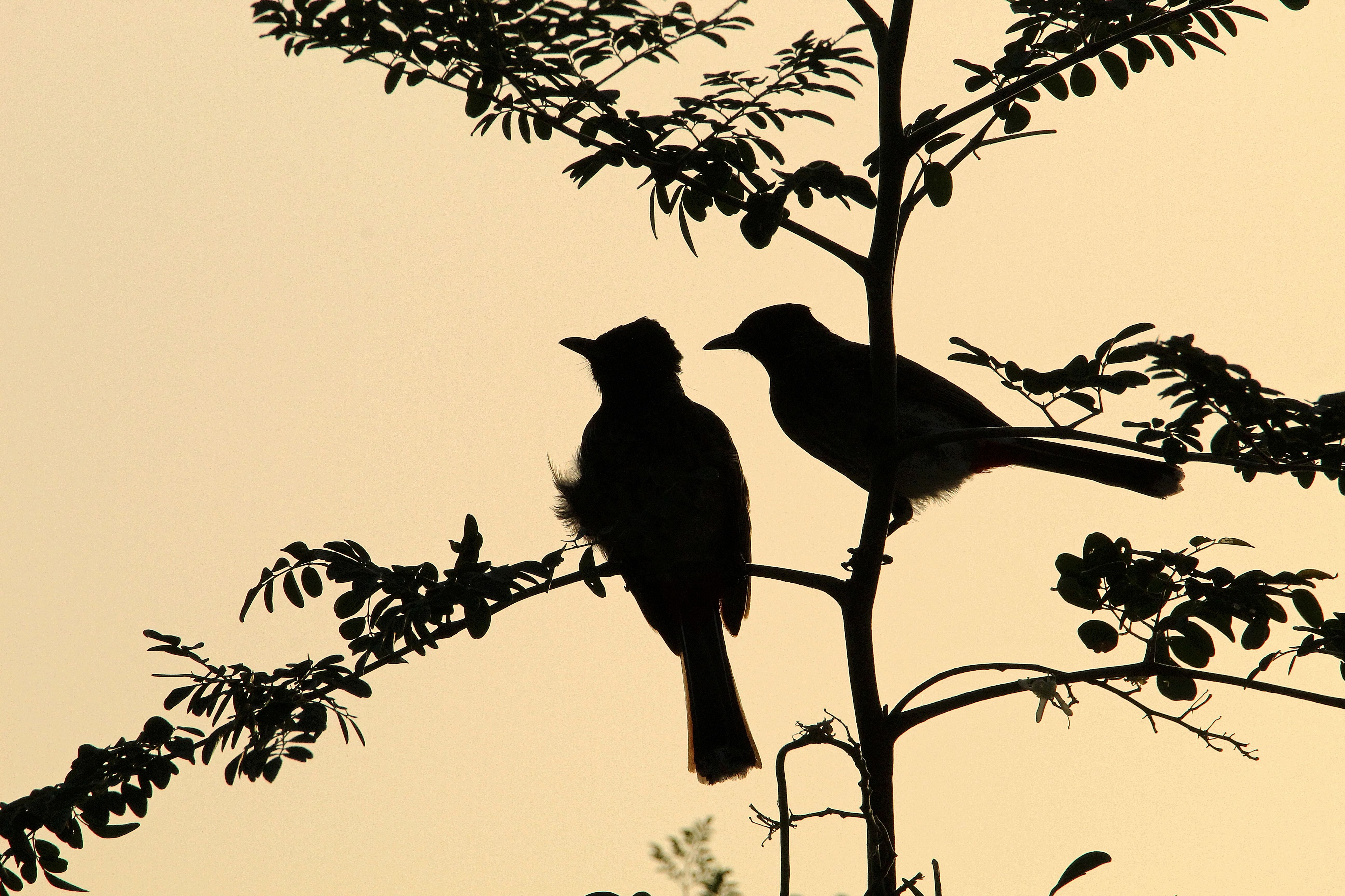 Birds Mouth Photos, Download The BEST Free Birds Mouth Stock Photos ...