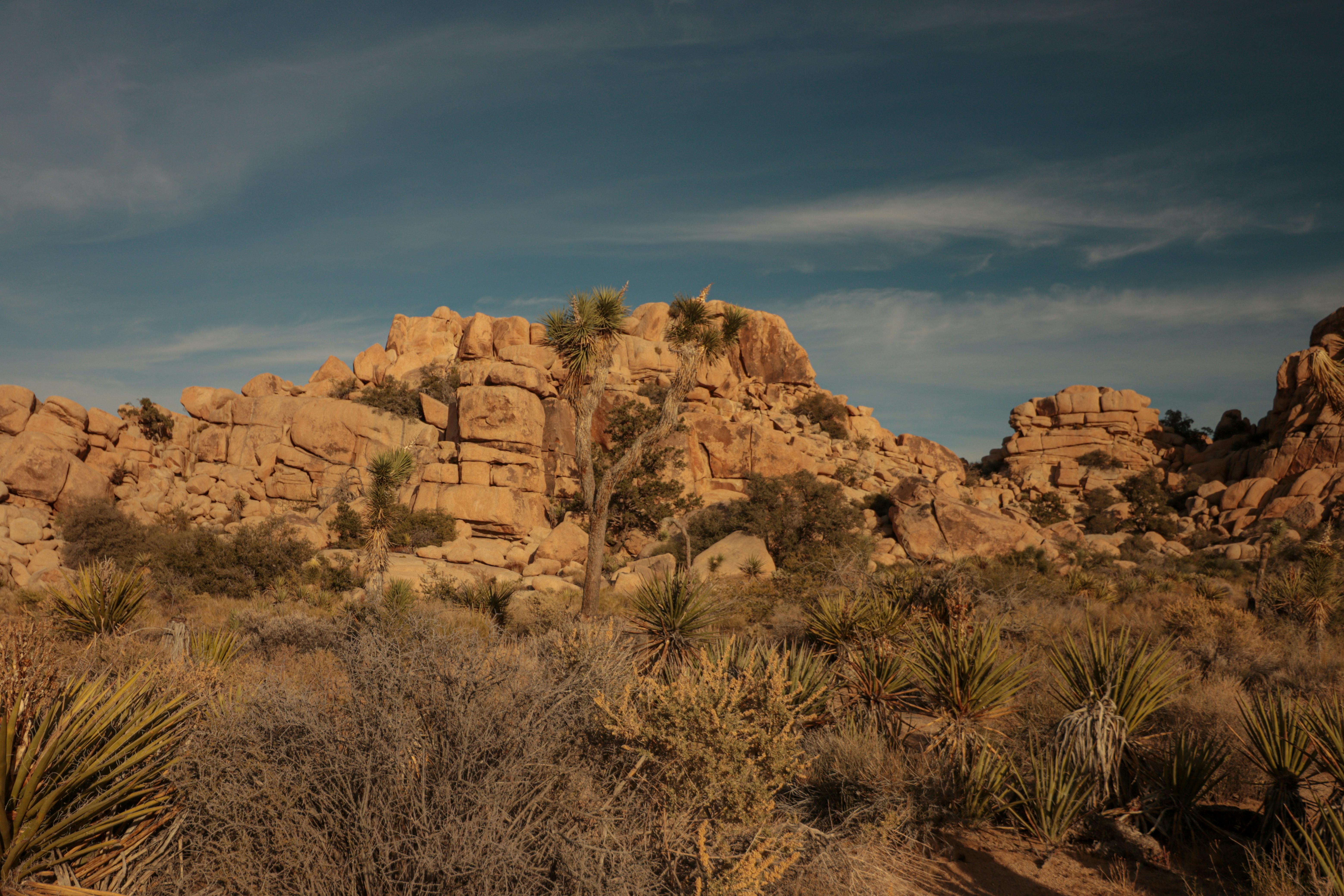 Rocks Behind a Joshua Tree · Free Stock Photo