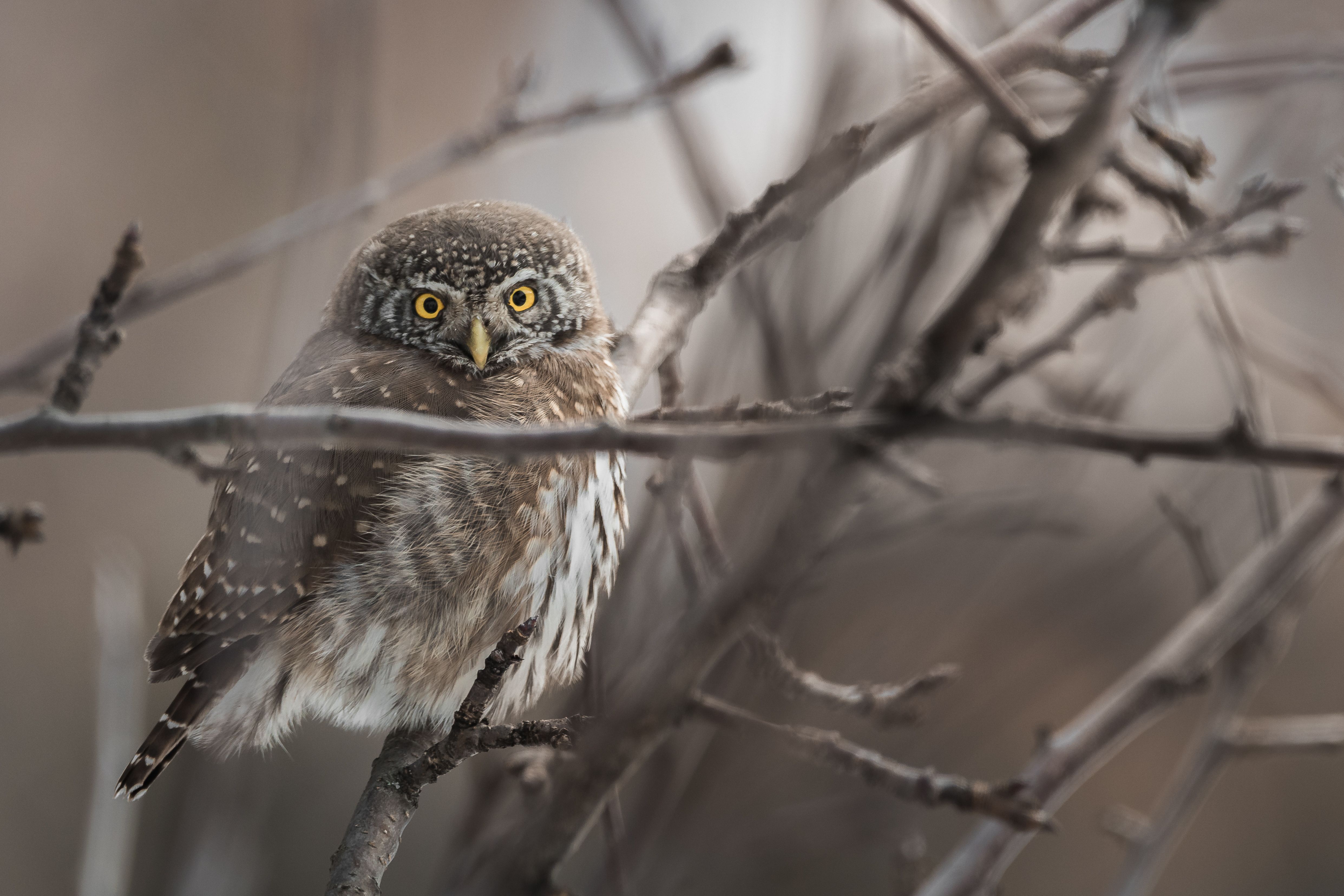 Close-Up Photo of Owl on Tree Branch · Free Stock Photo