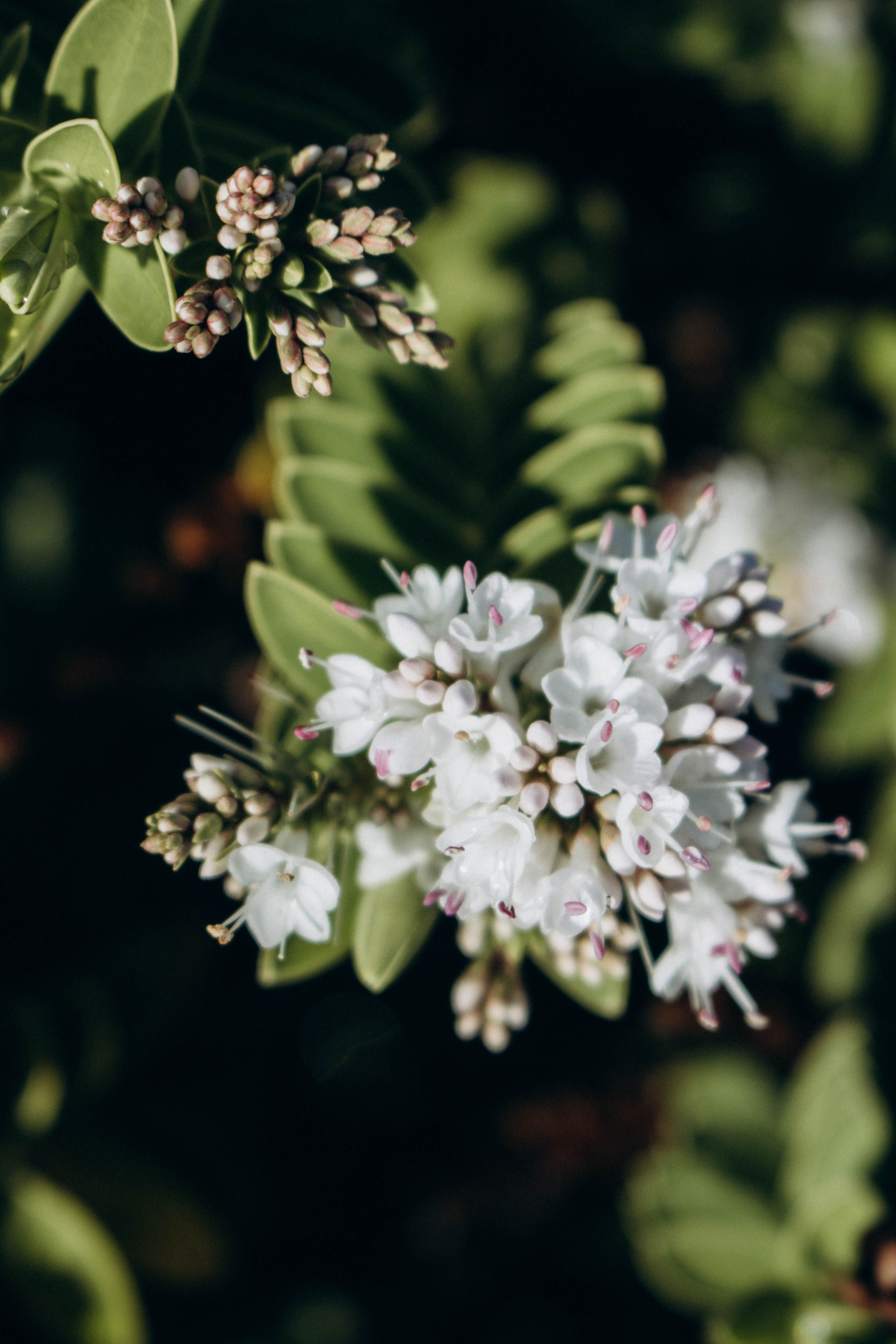 White Flowers of Hebe Odora · Free Stock Photo