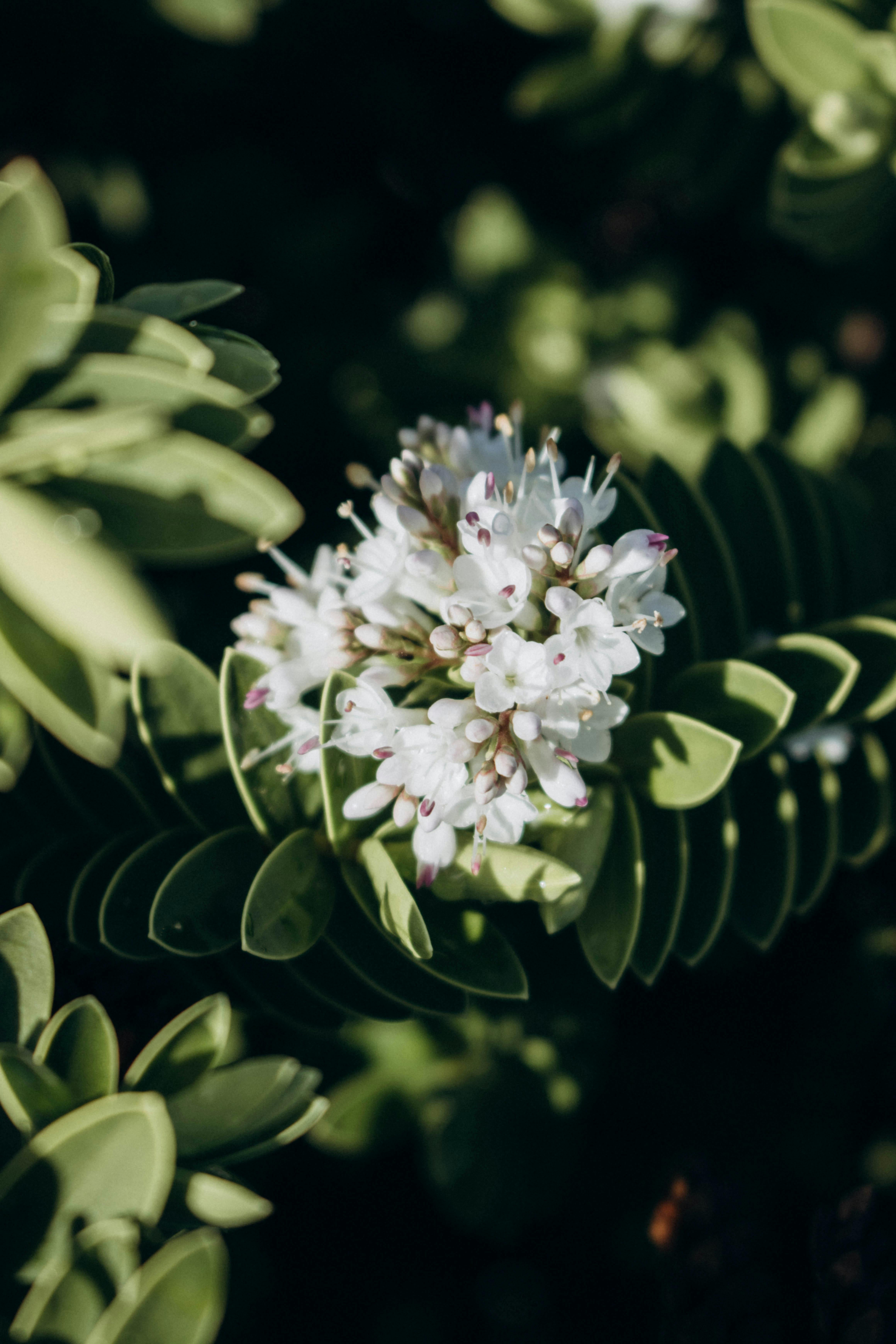 Bold Plant Photos, Download The BEST Free Bold Plant Stock Photos & HD ...