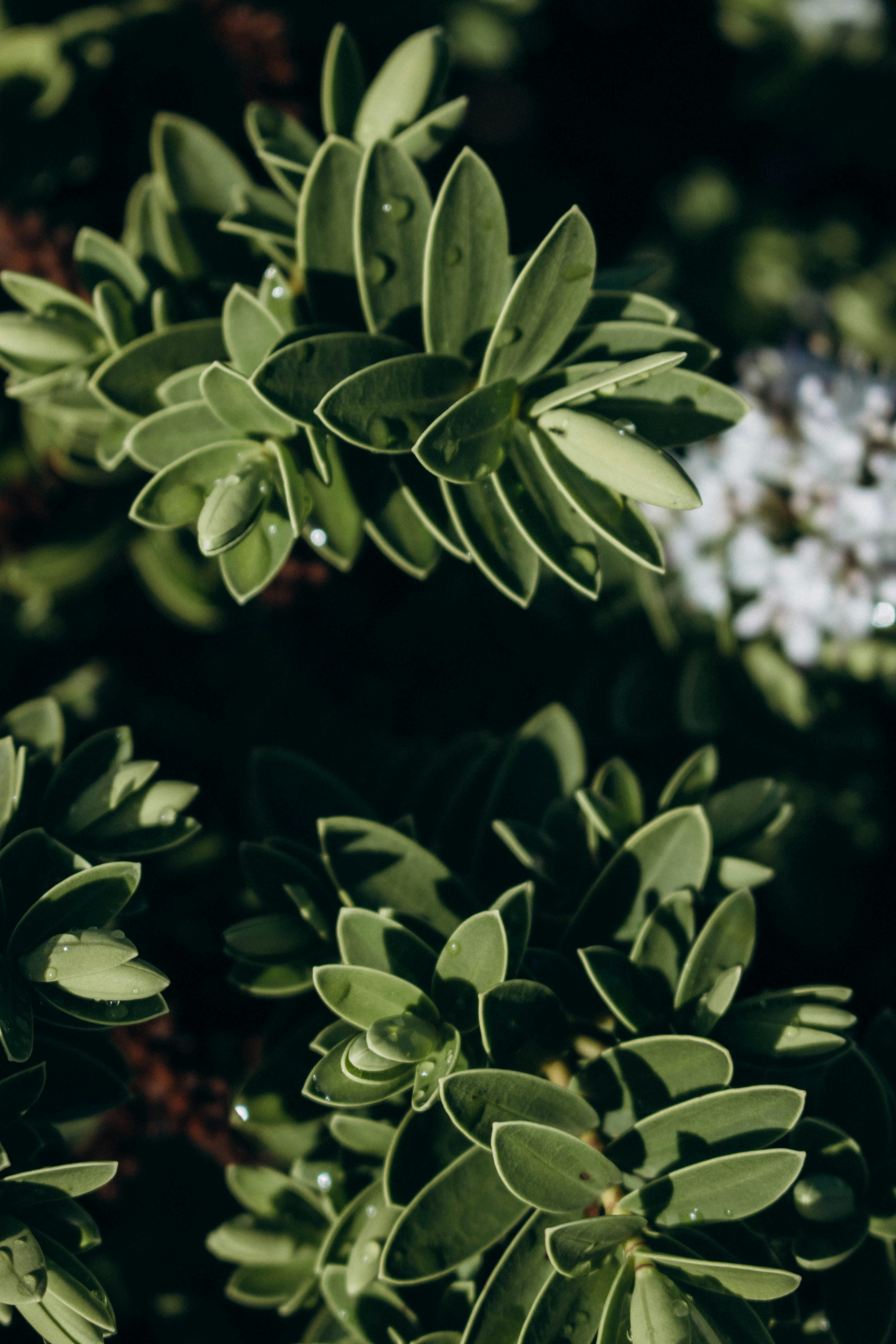 Bold Plant Photos, Download The BEST Free Bold Plant Stock Photos & HD ...