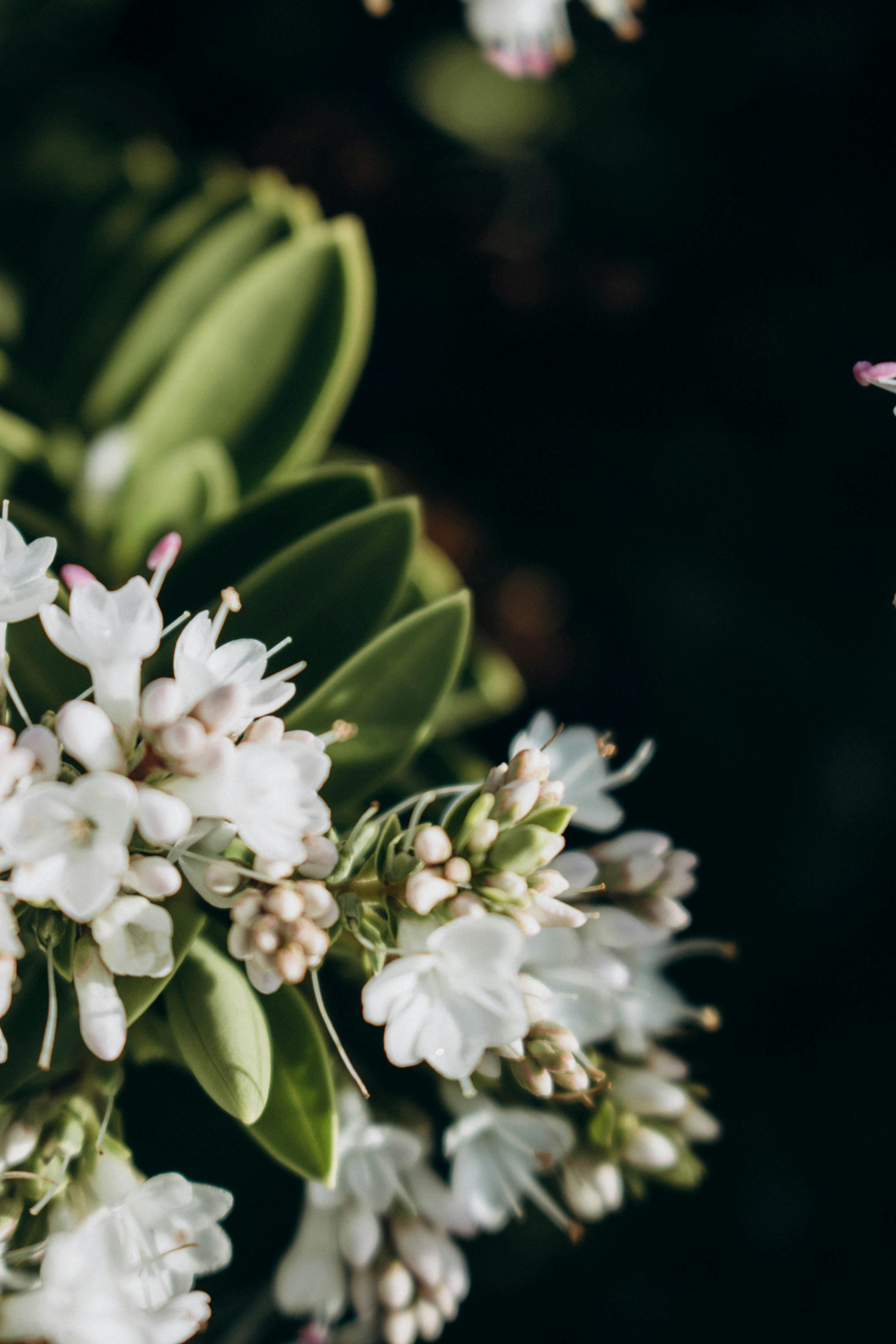 Bold Plant Photos, Download The BEST Free Bold Plant Stock Photos & HD ...