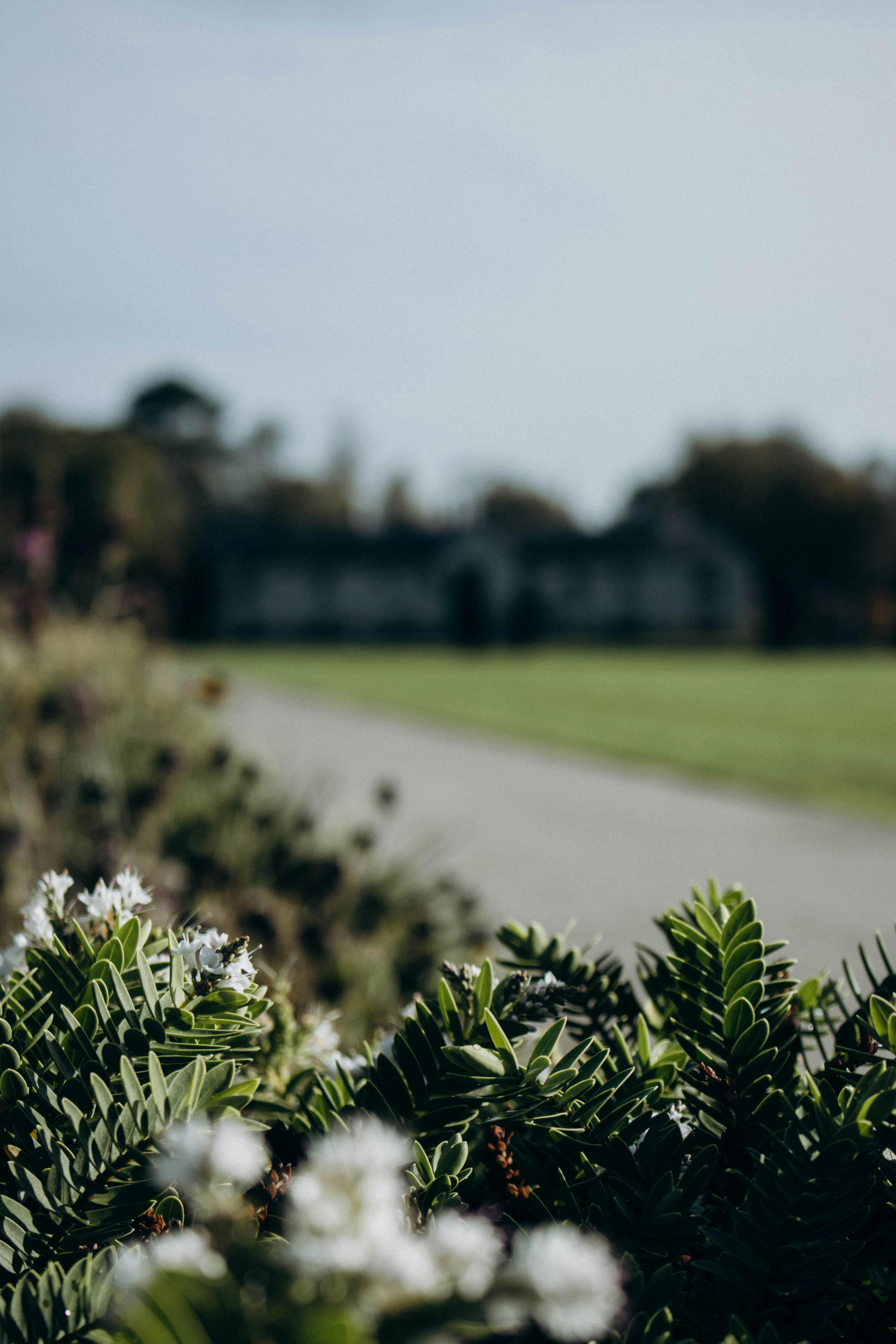 Bold Plant Photos, Download The BEST Free Bold Plant Stock Photos & HD ...