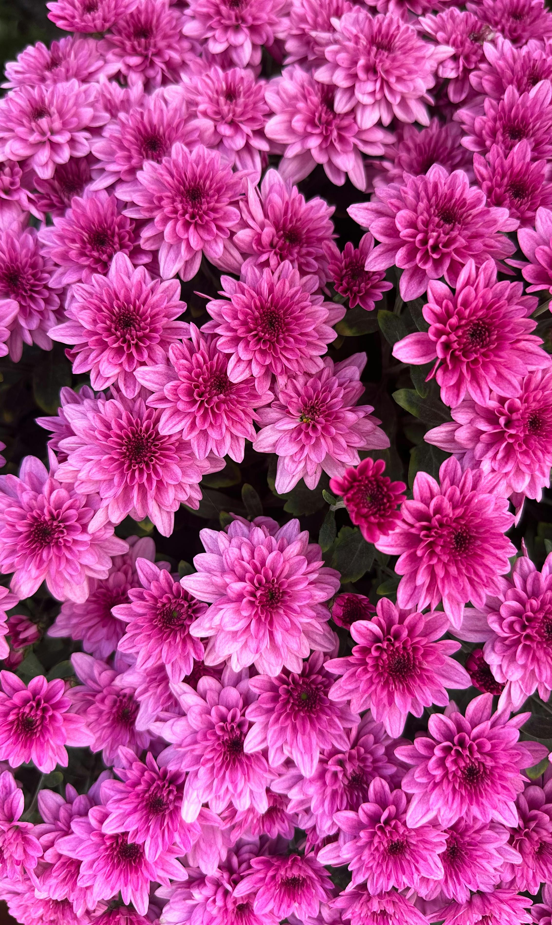 Beautiful Blooming Pink Chrysanthemums · Free Stock Photo