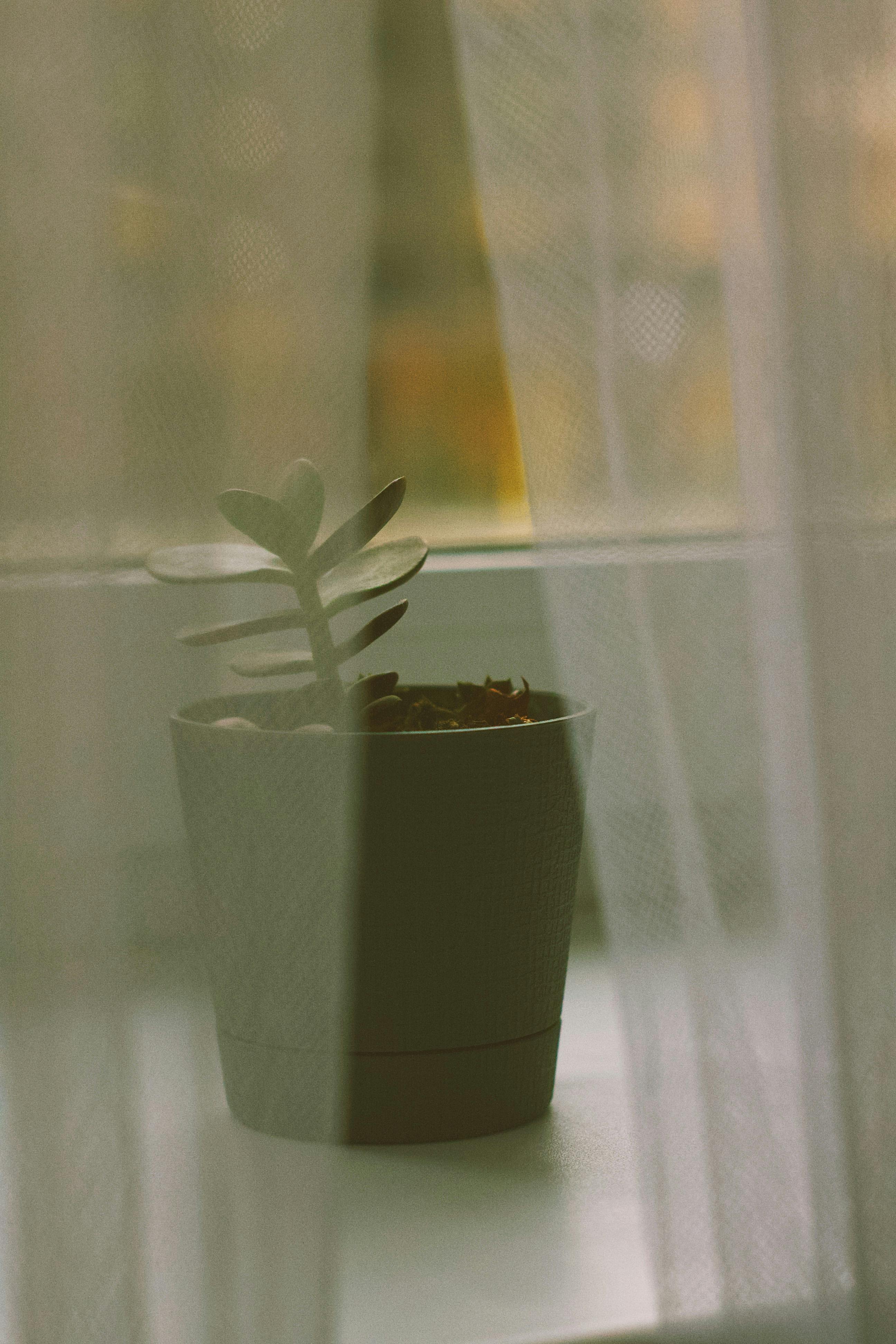 Potted Plant on Window · Free Stock Photo