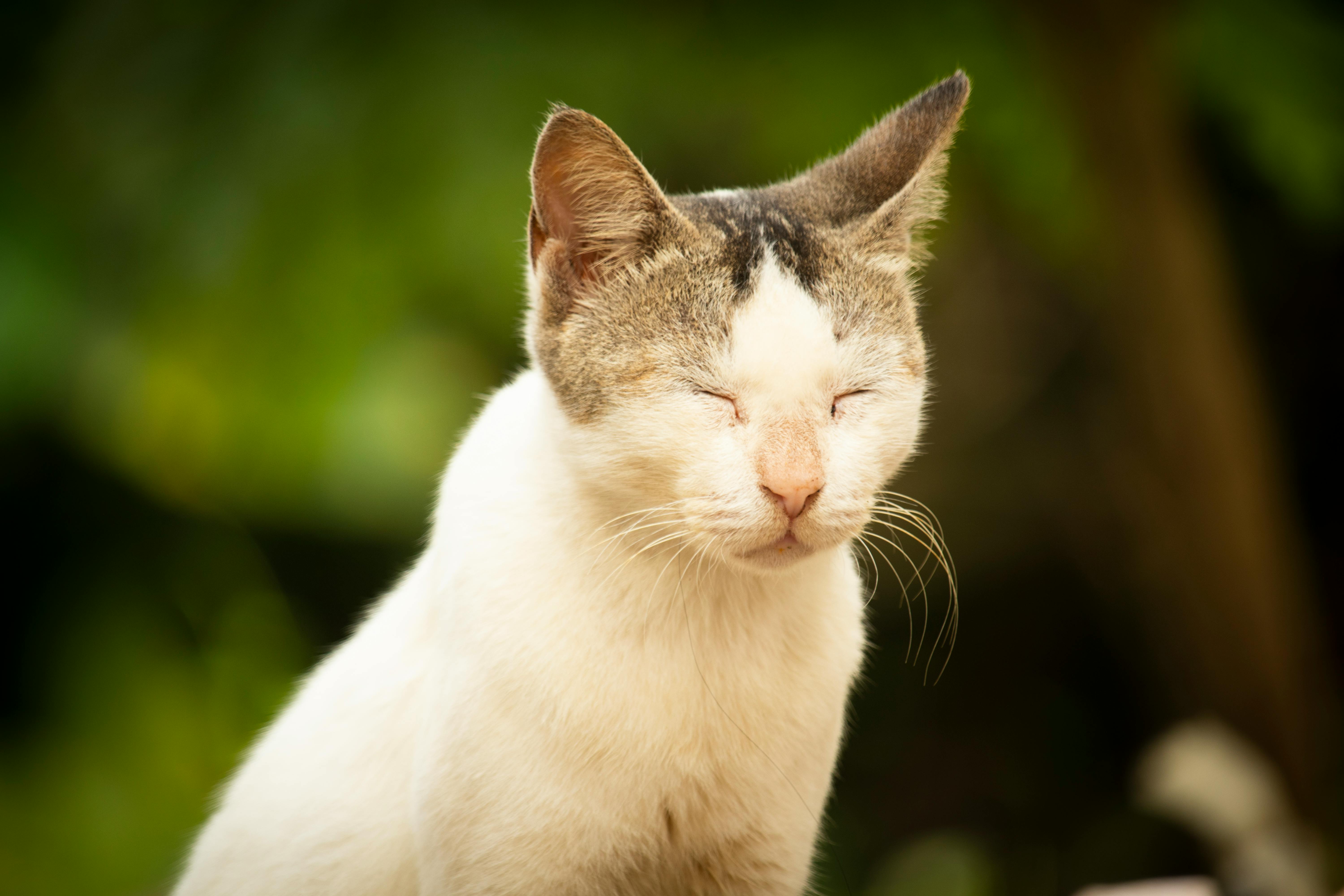 Portrait of Cat with Eyes Closed · Free Stock Photo