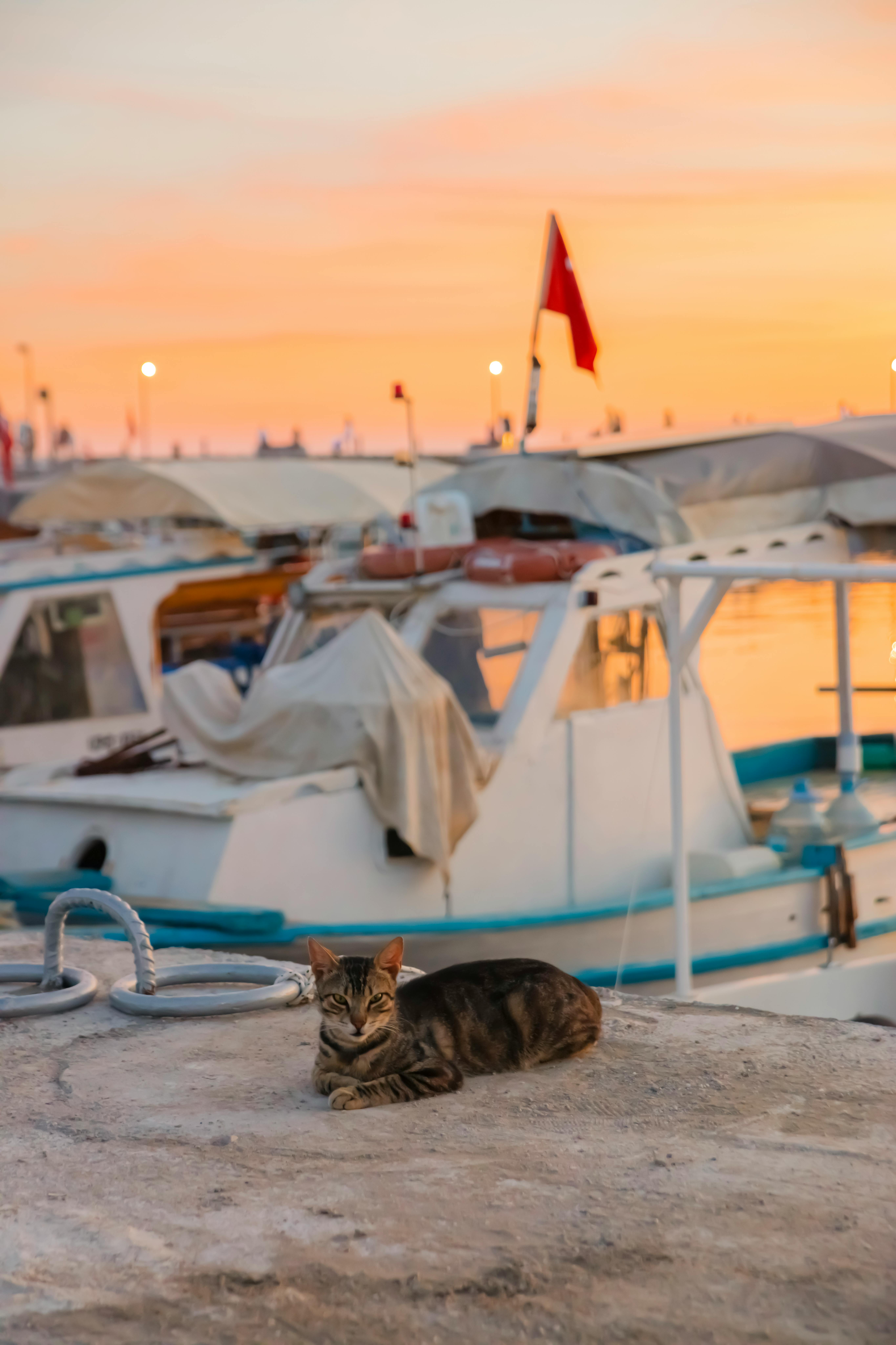 Photo gratuite de ancré, animal, animal de compagnie, antalya, asie ...