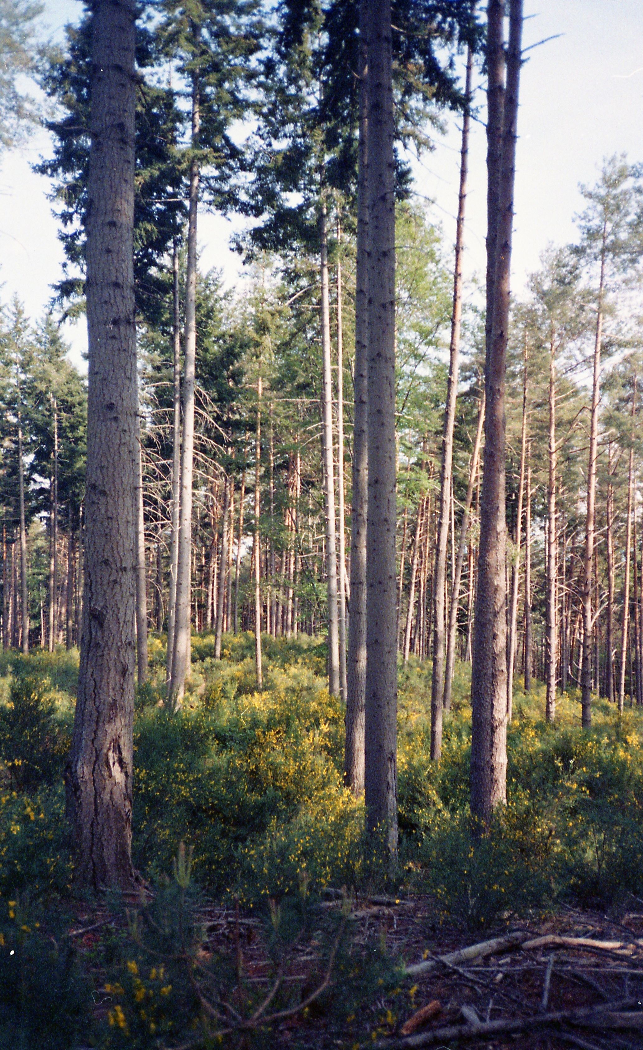 Tall Conifer Trees · Free Stock Photo