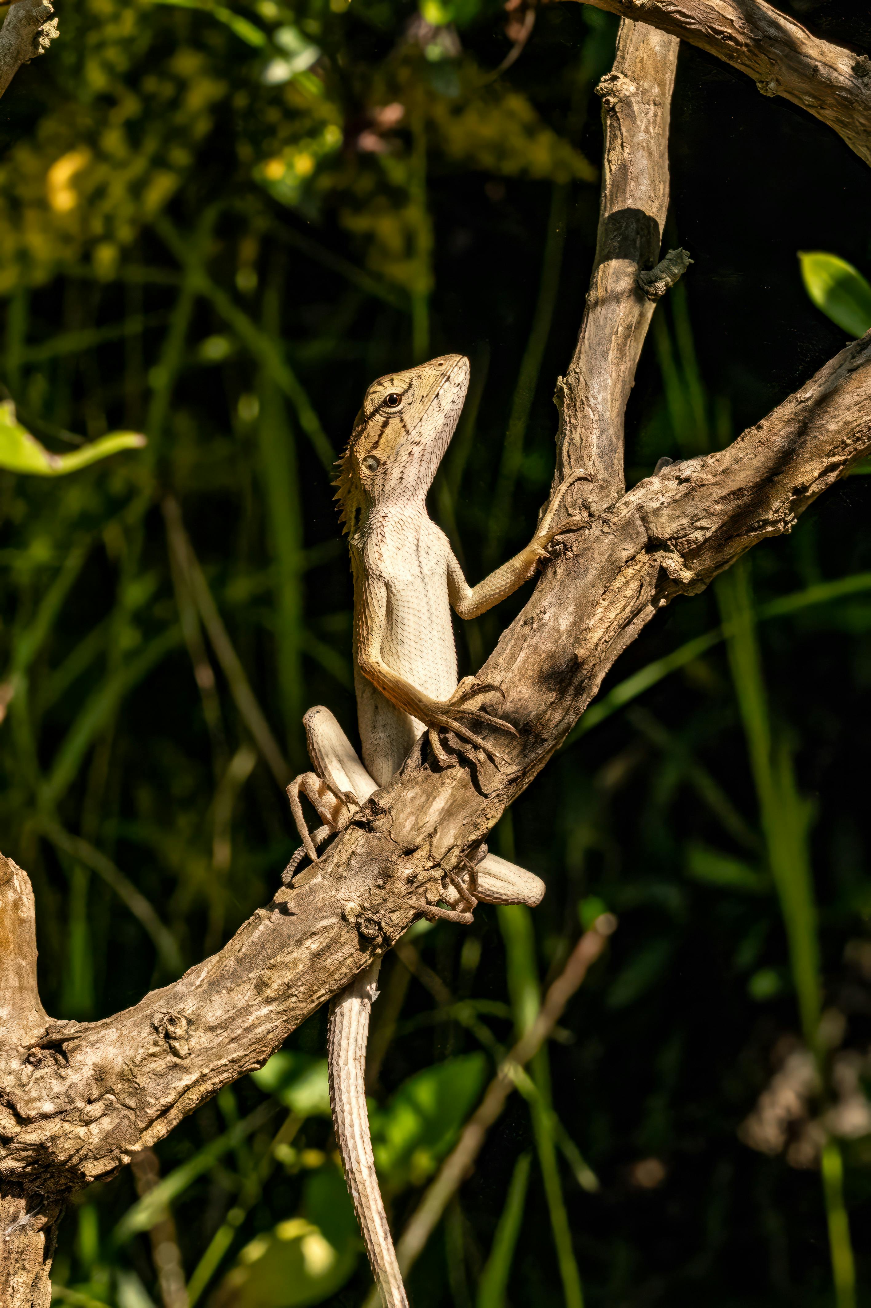 Close-up of a Sitting on an Oriental Garden Lizard Tree Branch · Free ...