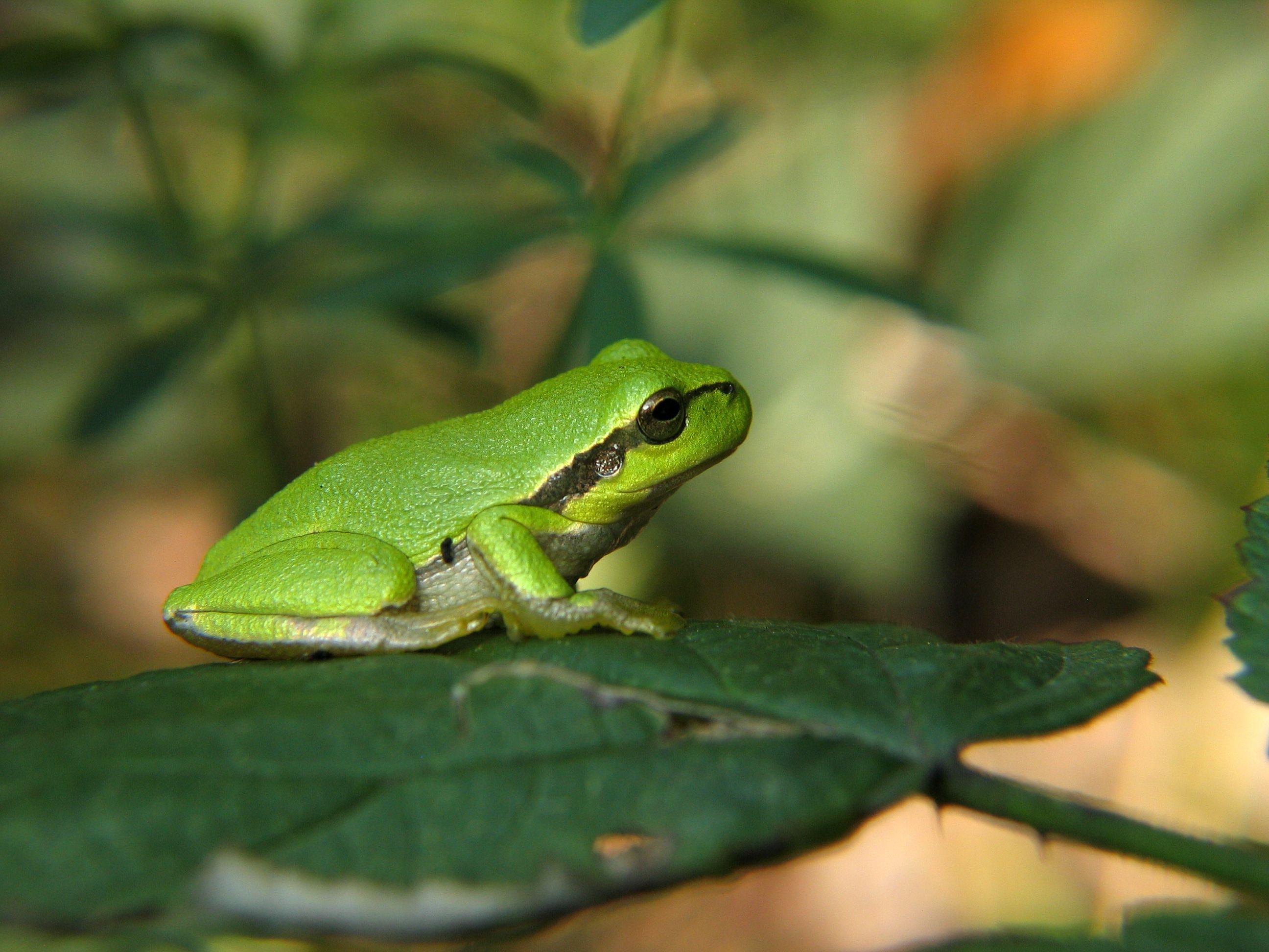Frog And Hen Photos, Download The BEST Free Frog And Hen Stock Photos ...